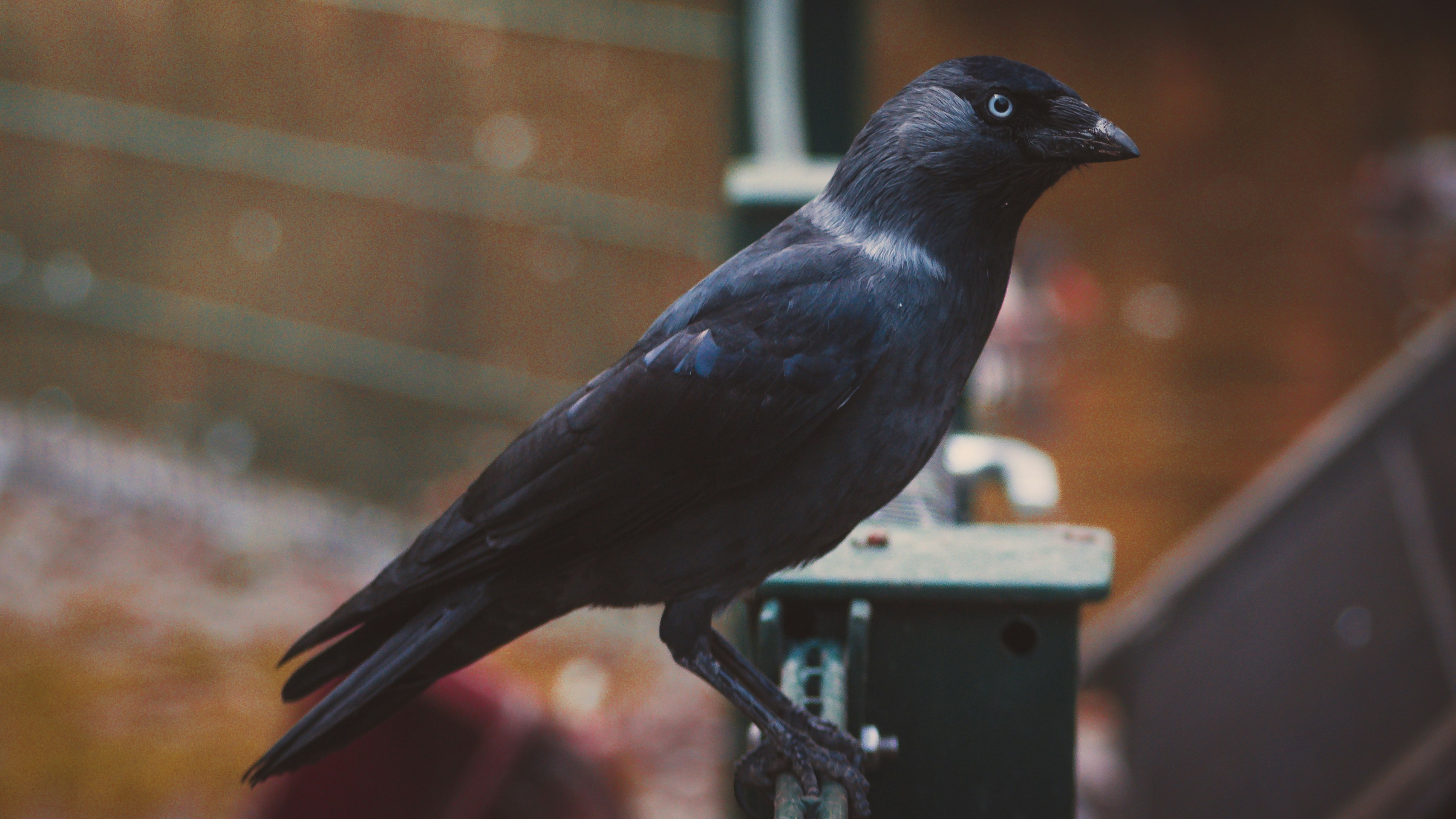 A black bird perched on a green railing, observing its surroundings near a body of water.