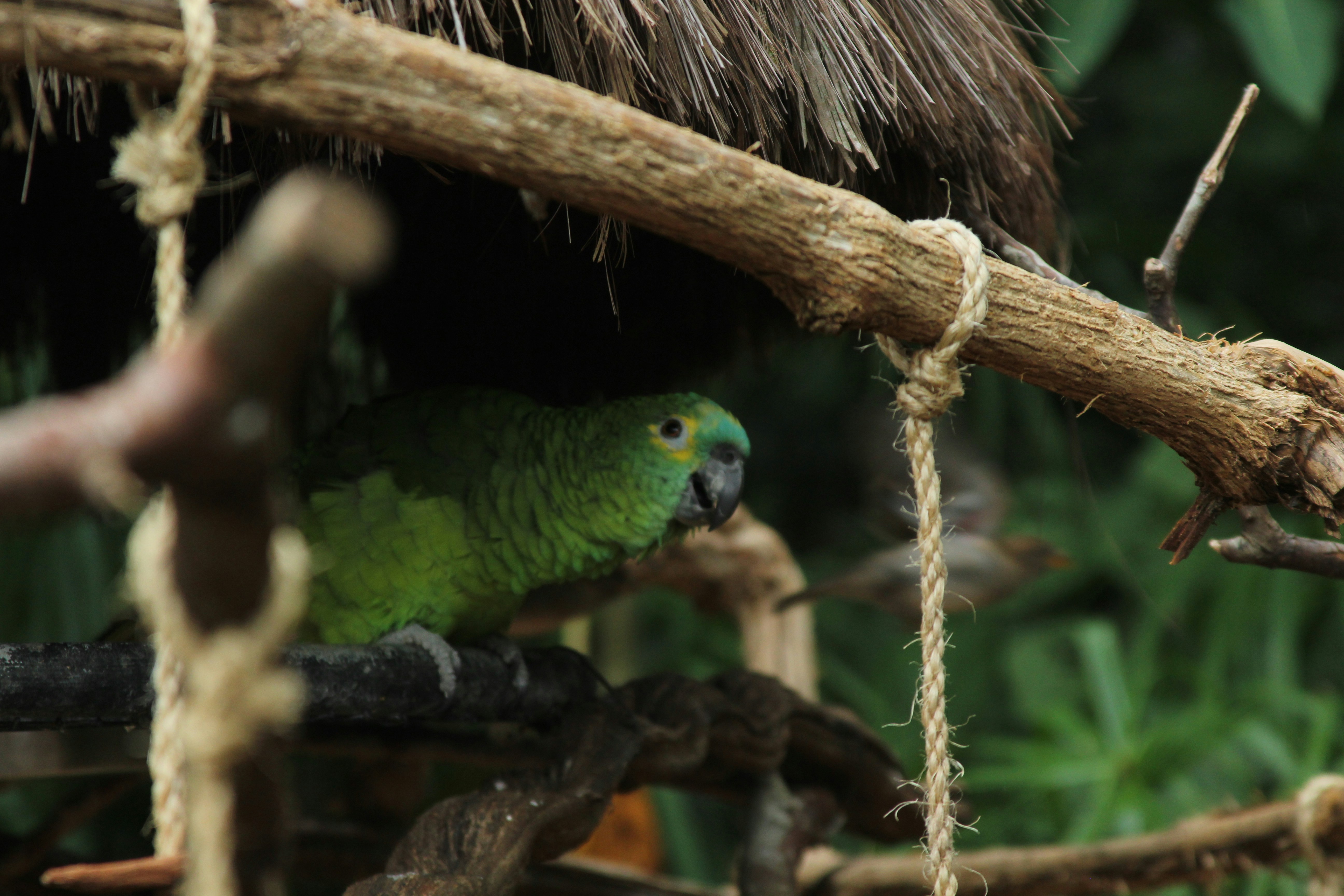 Emerald Parrot in a Rope-Lattice Refuge