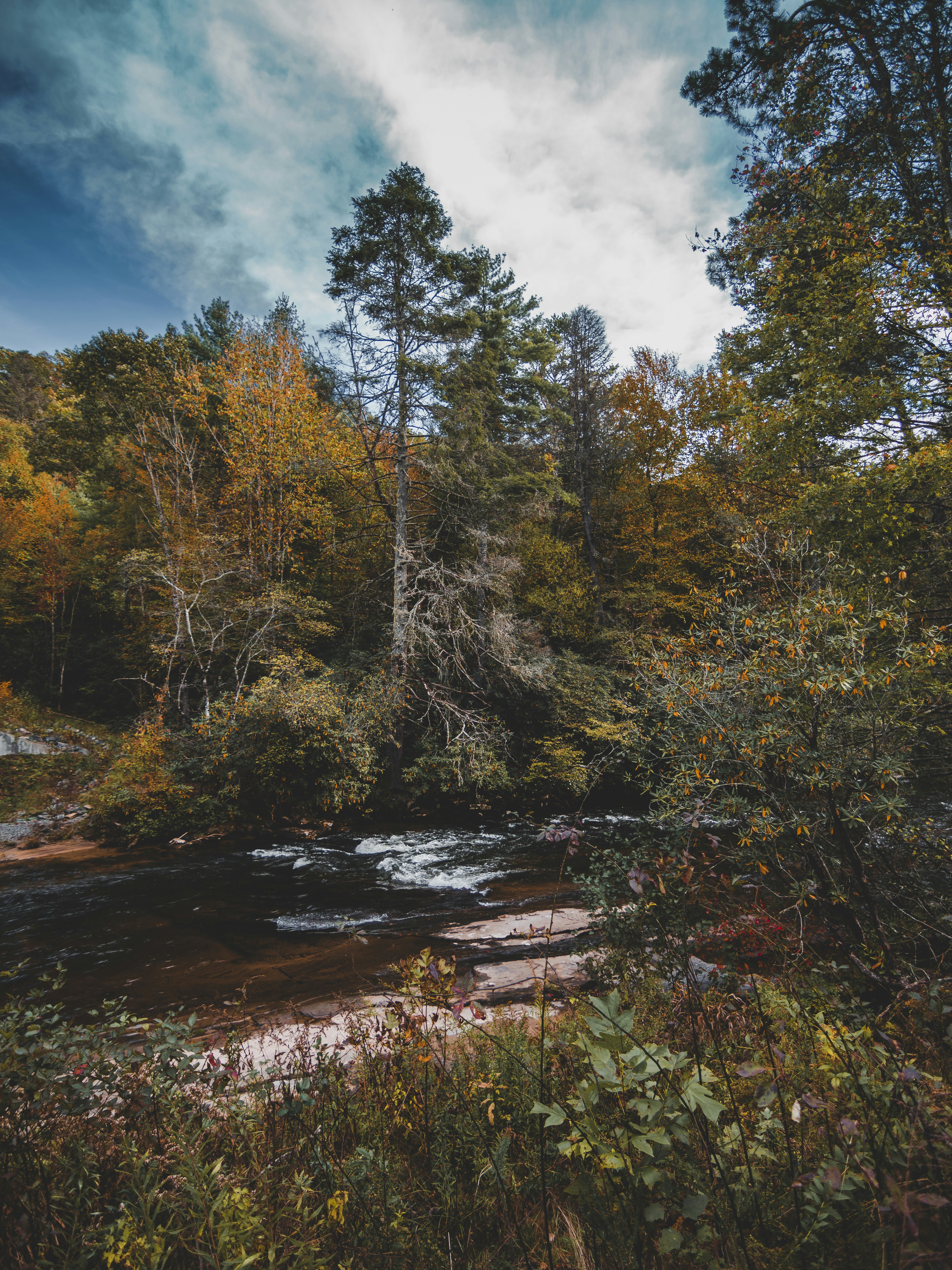 Green trees near river under blue sky during daytime photo – Free Usa ...