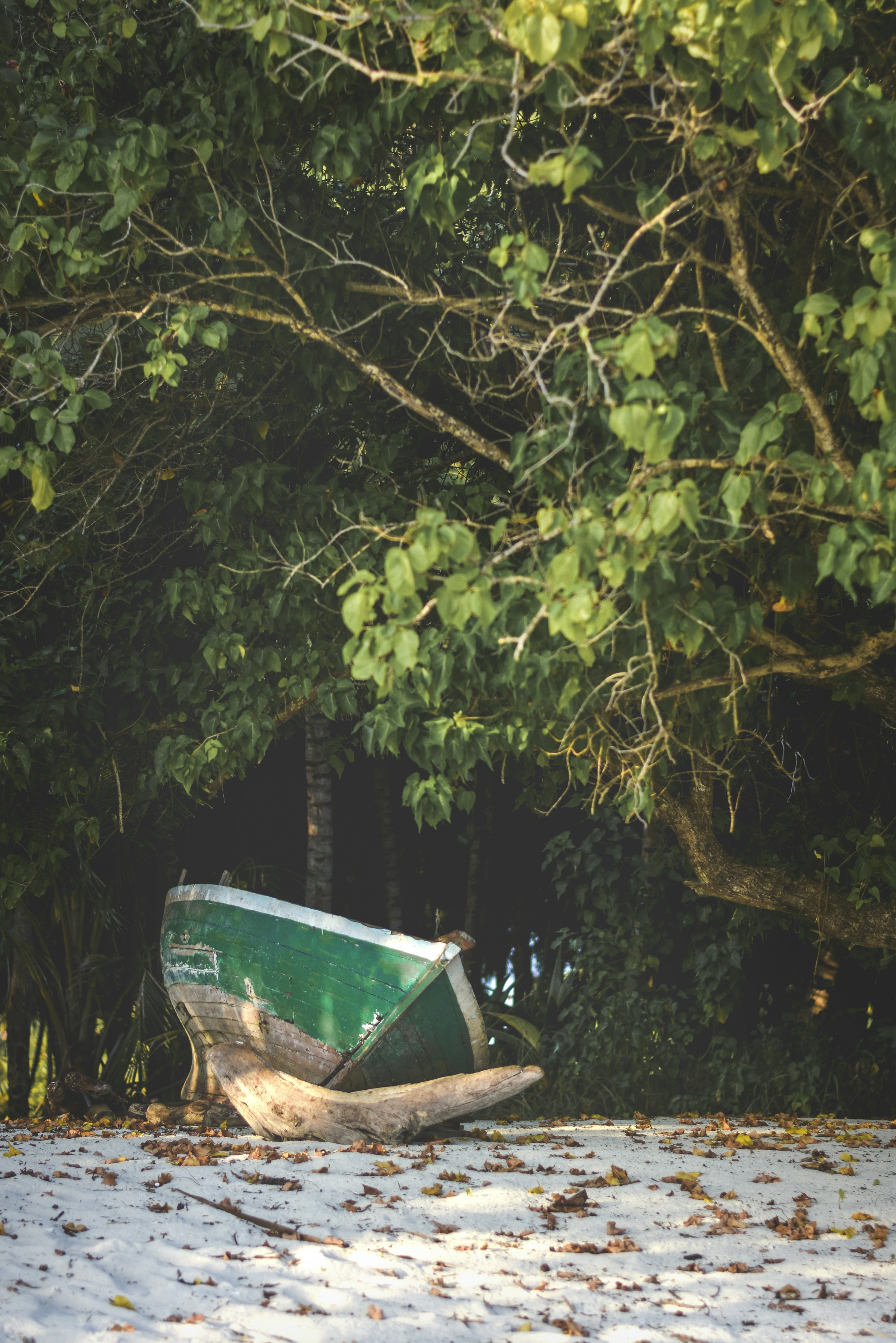 Green Hull at the Shore: A Boat Nestled Beneath a Leafy Canopy