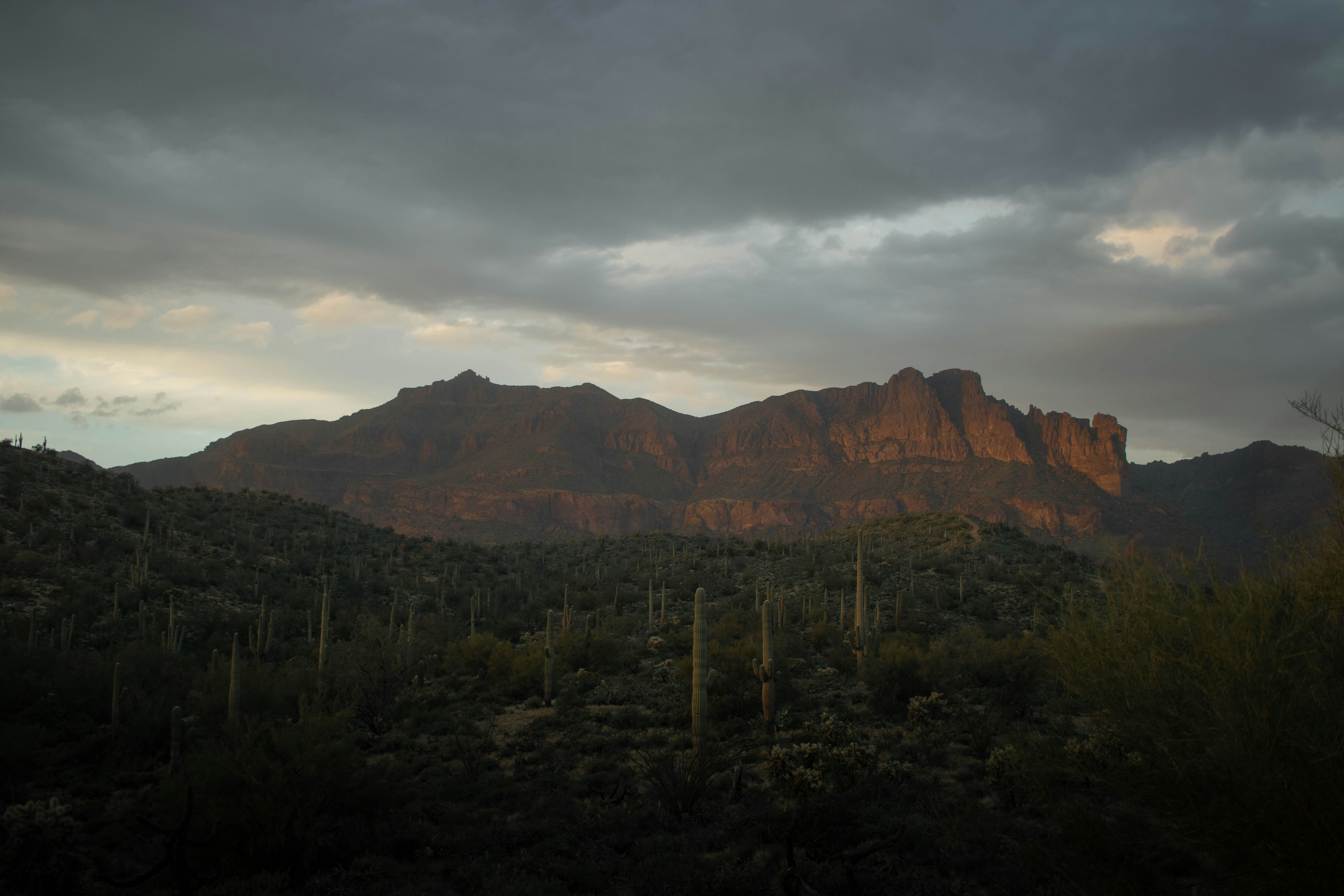 Desert Ridge at Dusk: Cacti Standing Watch Over a Rugged Horizon