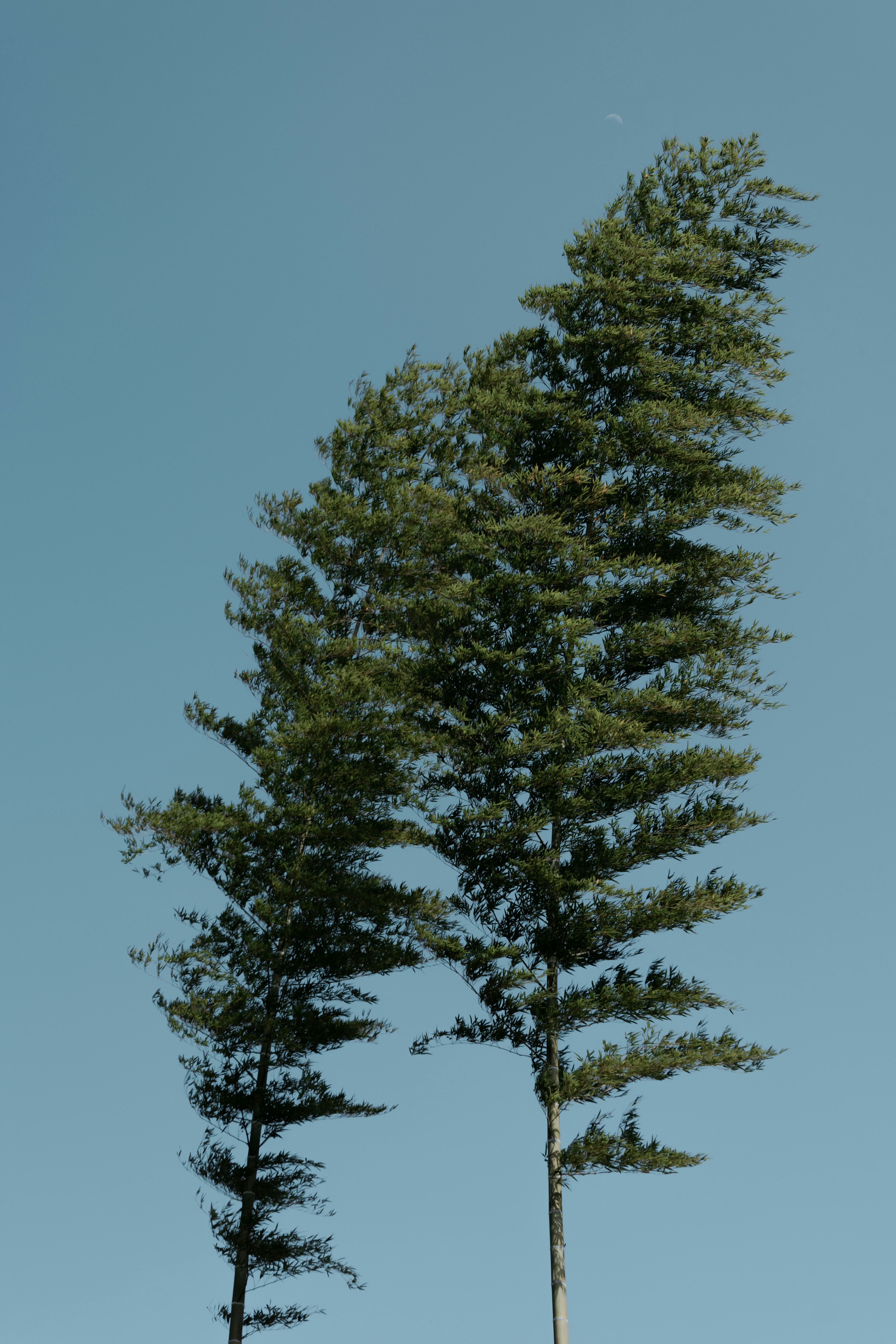 Two tall pine trees swaying gently against a clear blue sky, showcasing their slender forms and vibrant foliage.