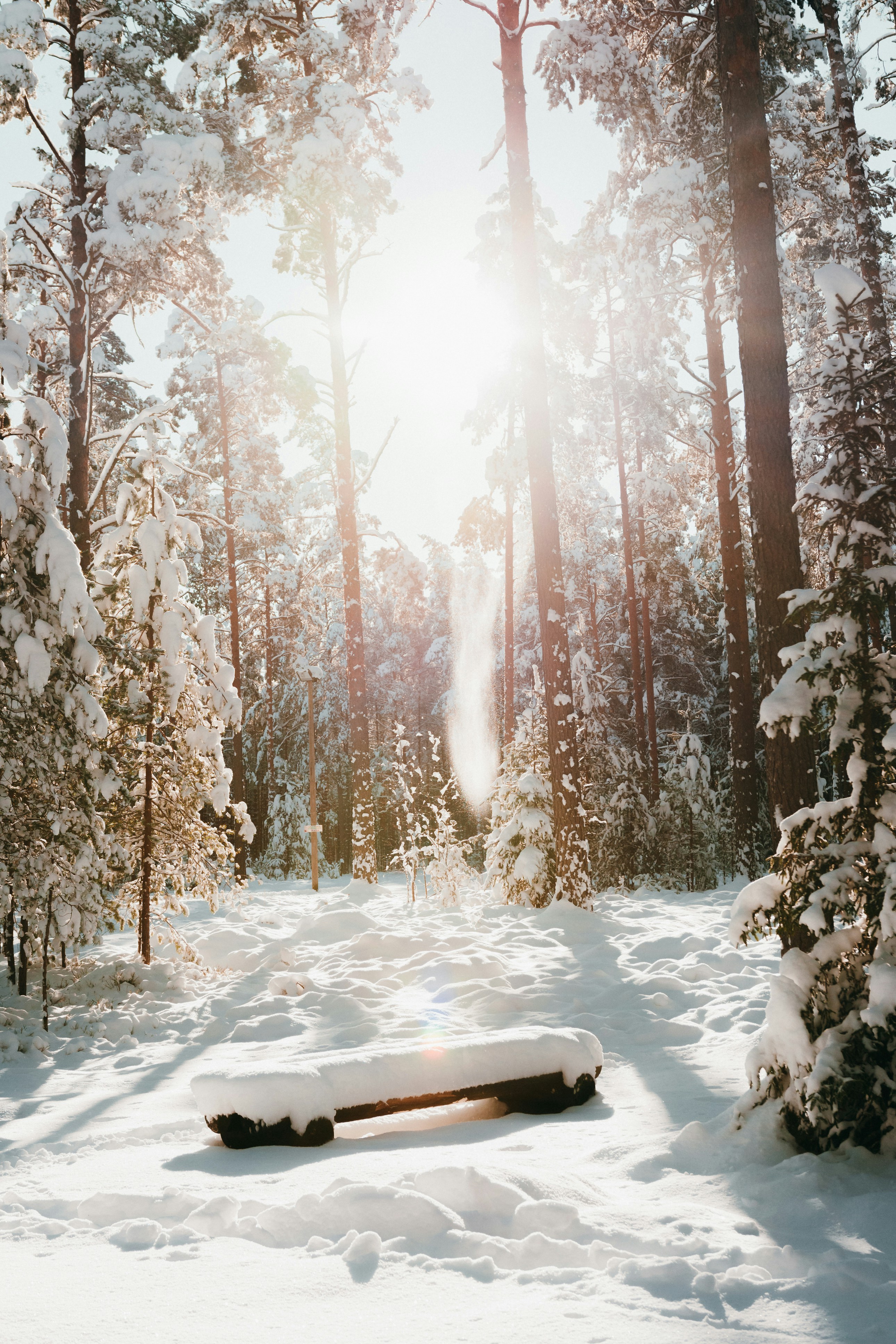 A snow-covered bench sits quietly in a sunlit forest, surrounded by tall trees and glistening snow. The scene captures the serene beauty of winter's stillness.