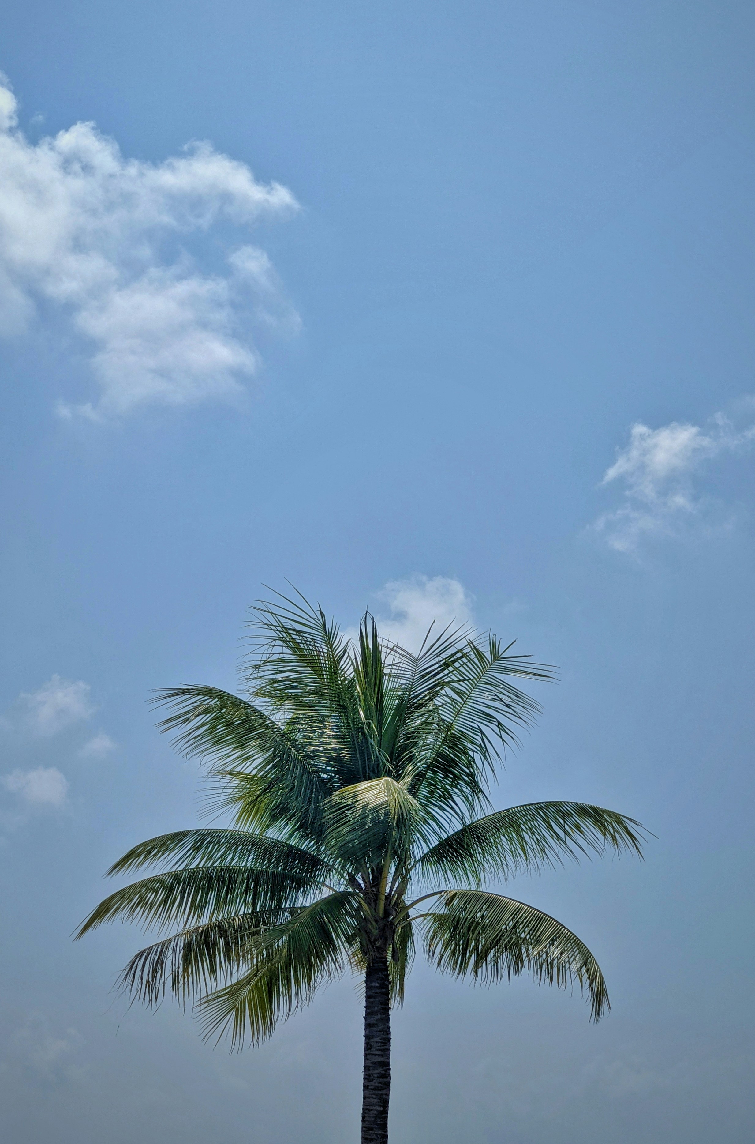 green palm tree under blue sky during daytime