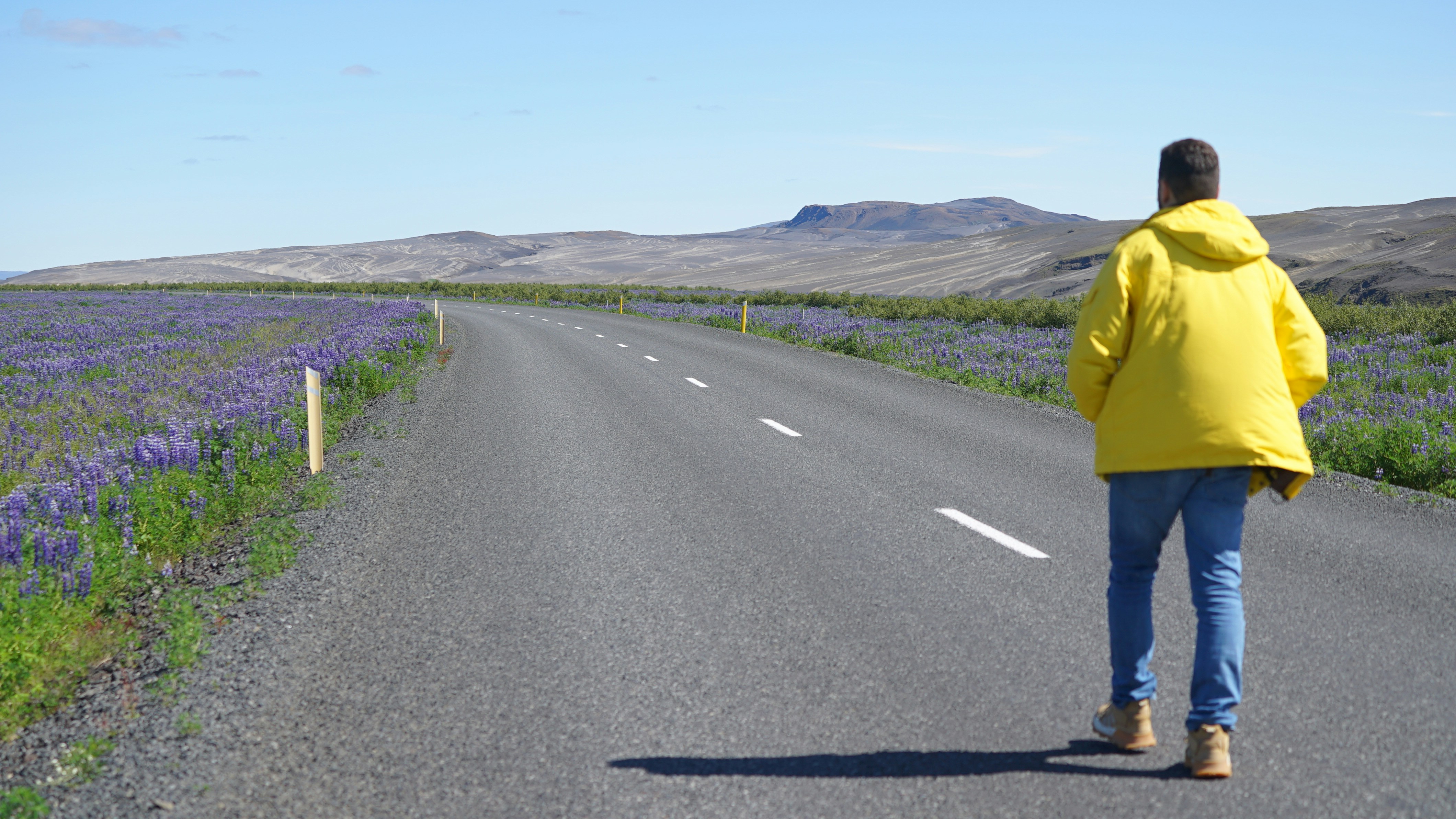 Traveler in a Sunlit Yellow Jacket on a Violet-Flowered Road