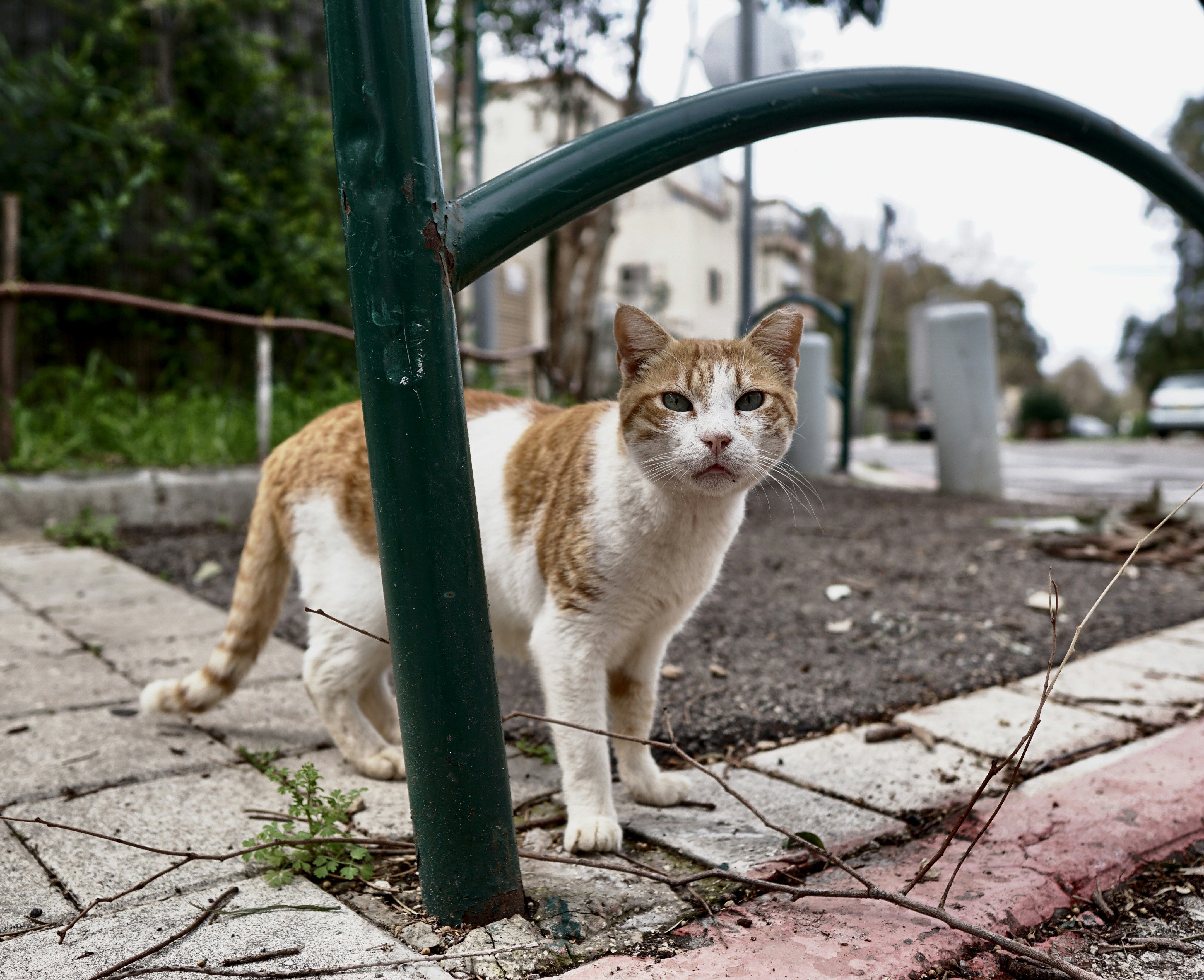 Curious Cat Pauses Under a Park Arch Along a Cracked Path
