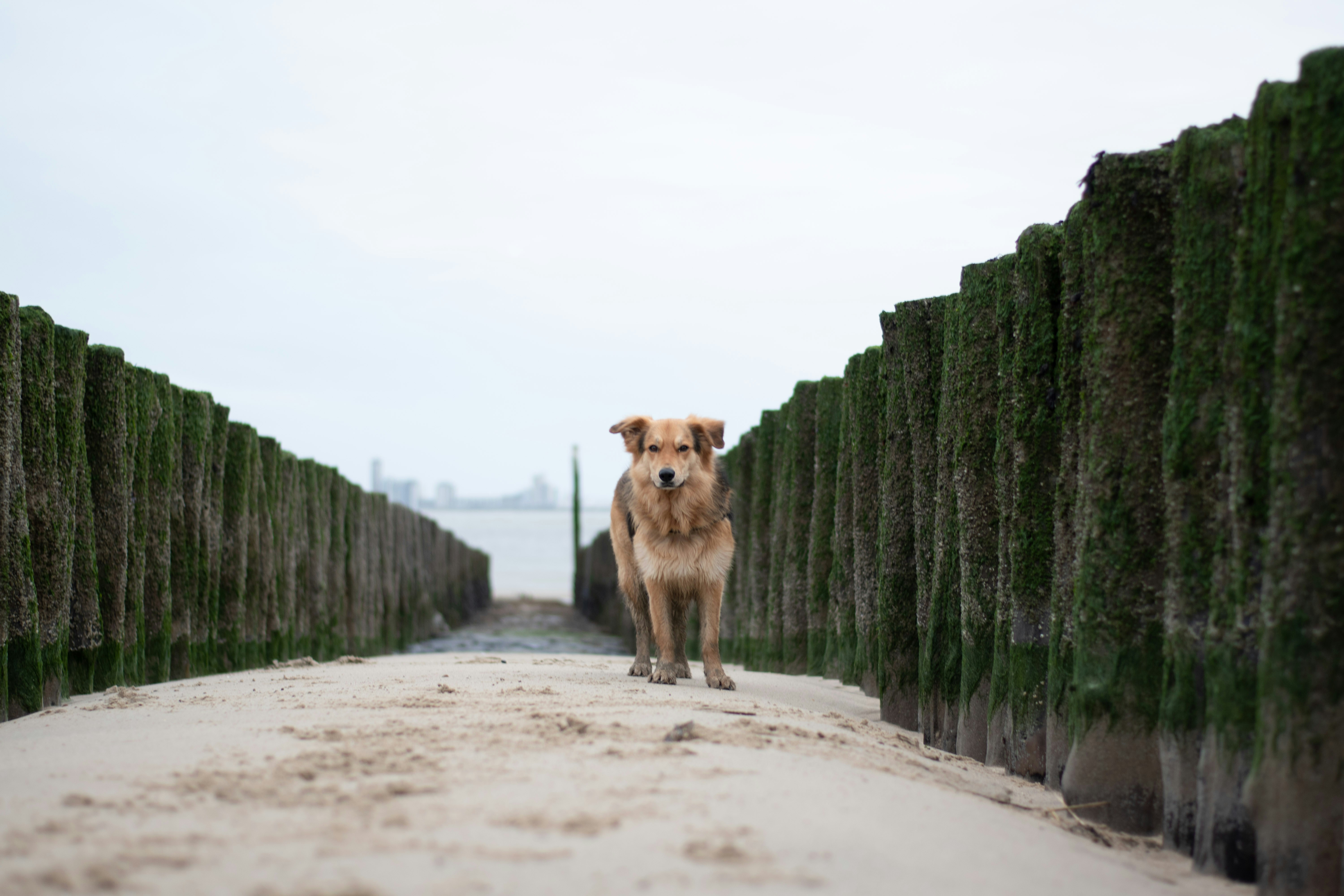brown short coated dog on gray sand near green grass during daytime