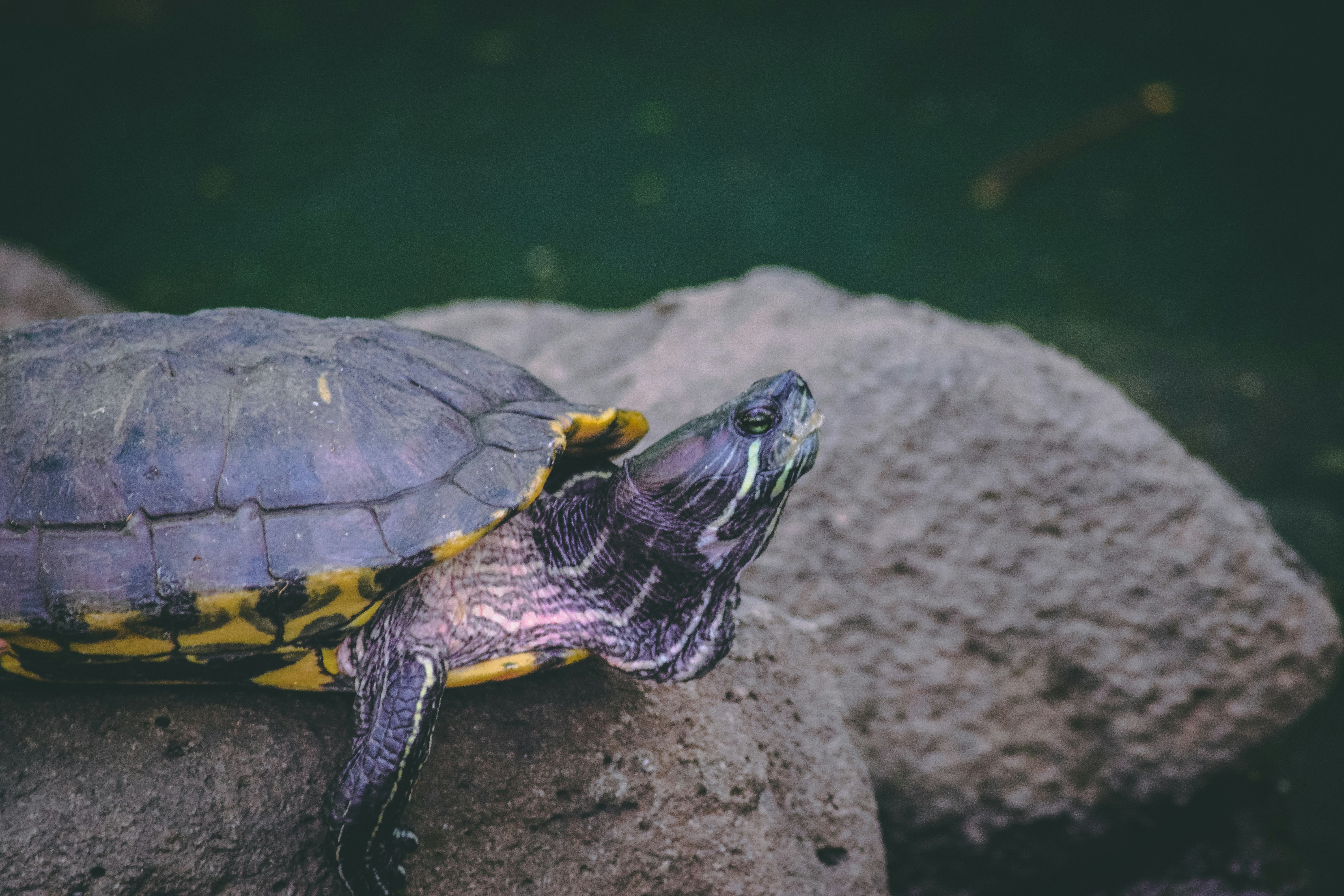 Black and yellow turtle on brown rock photo – Free Grey Image on Unsplash