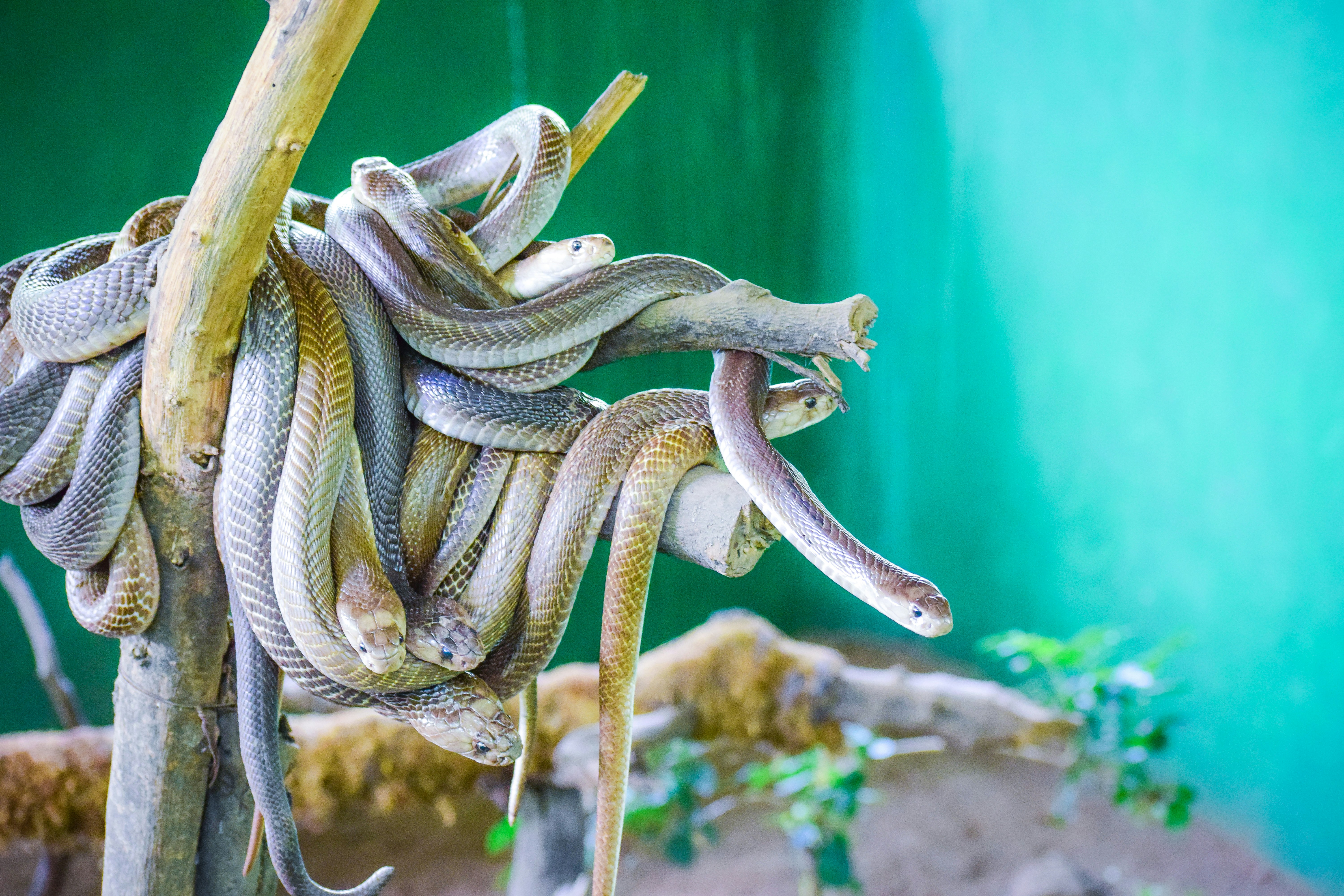 Coiled Chorus: Pale Serpents Weaving a Tangle on a Weathered Branch