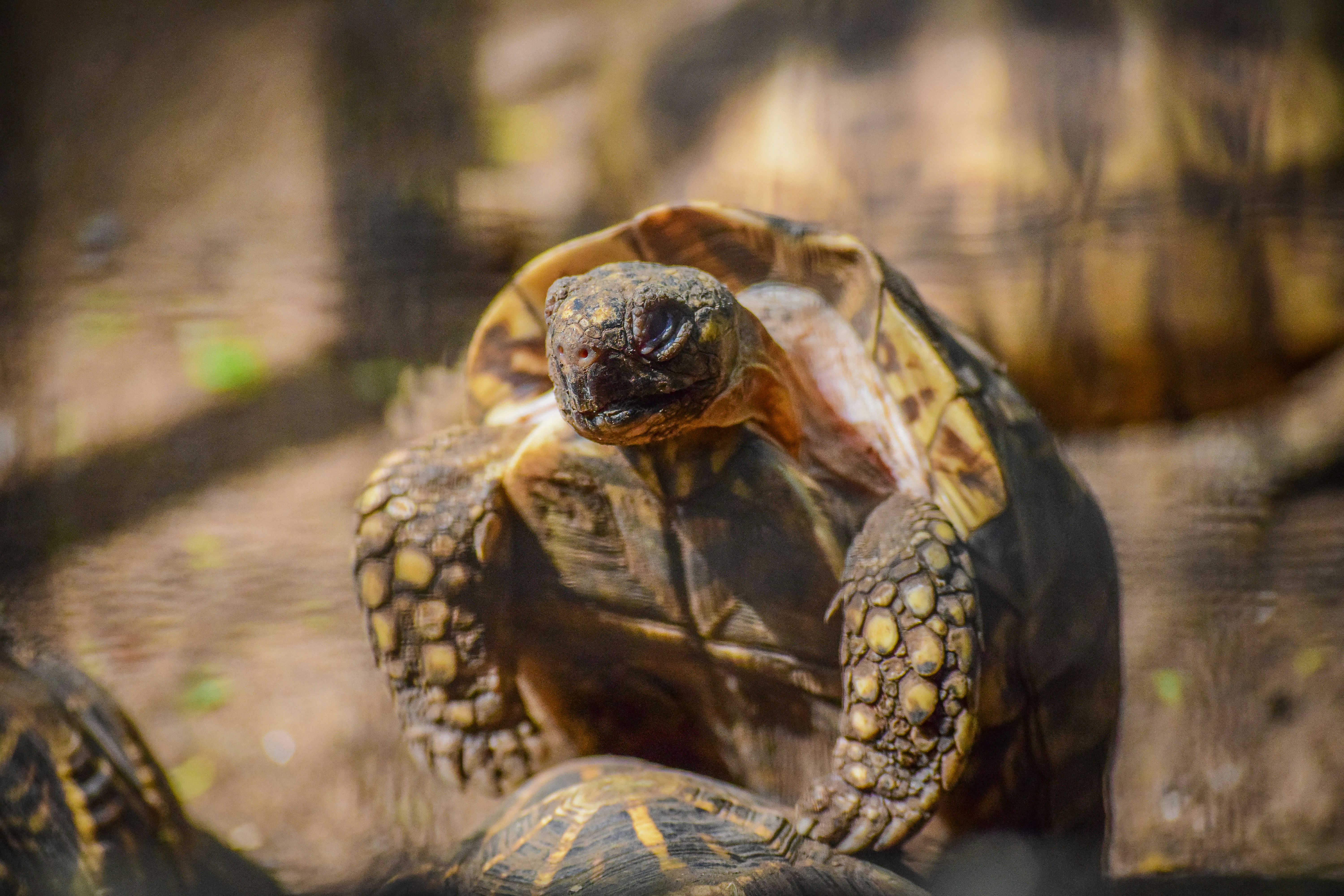 Brown and black turtle on brown soil photo – Free Animal Image on Unsplash