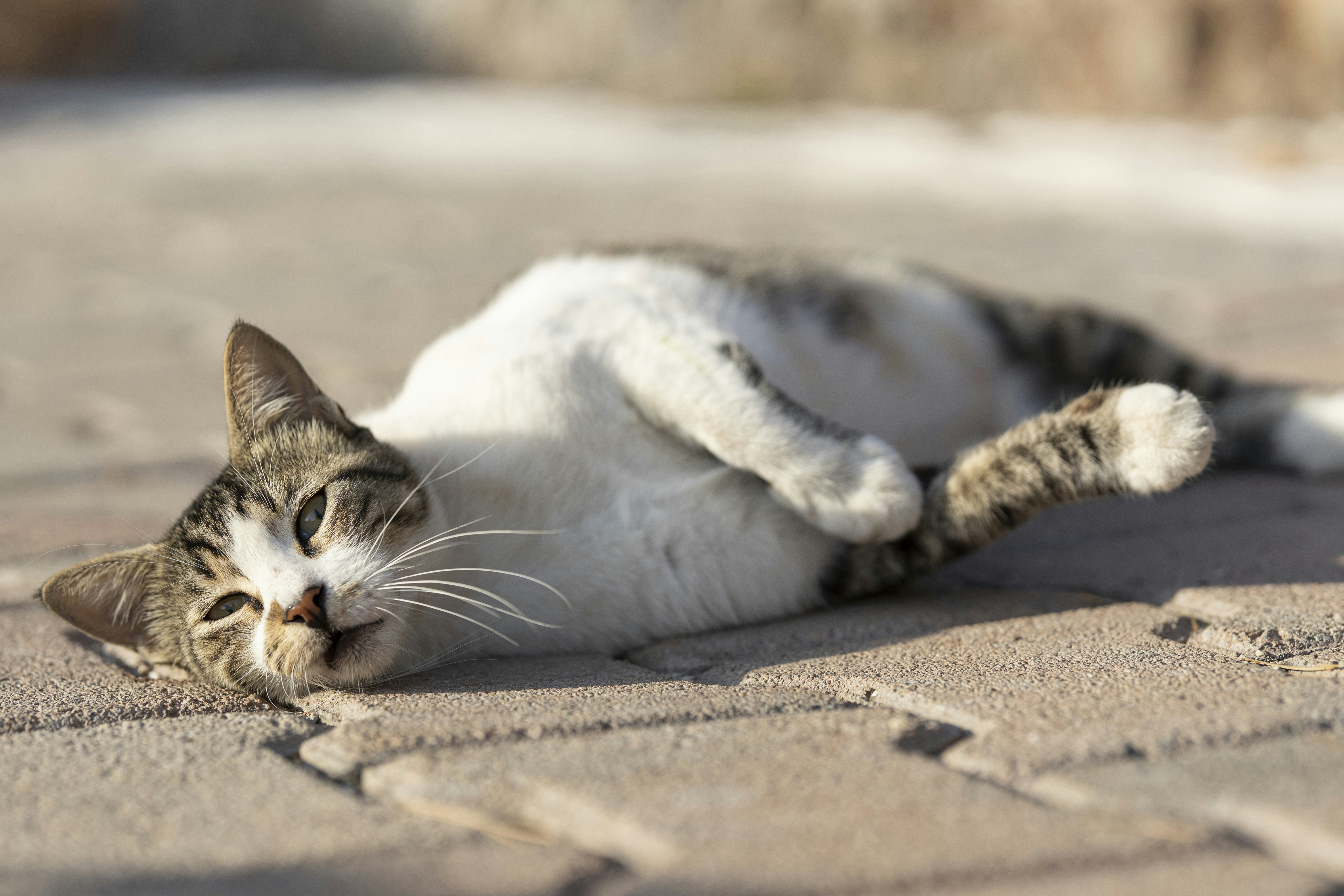 A relaxed cat lounging on a sunlit stone pathway, showcasing its playful demeanor and unique markings.