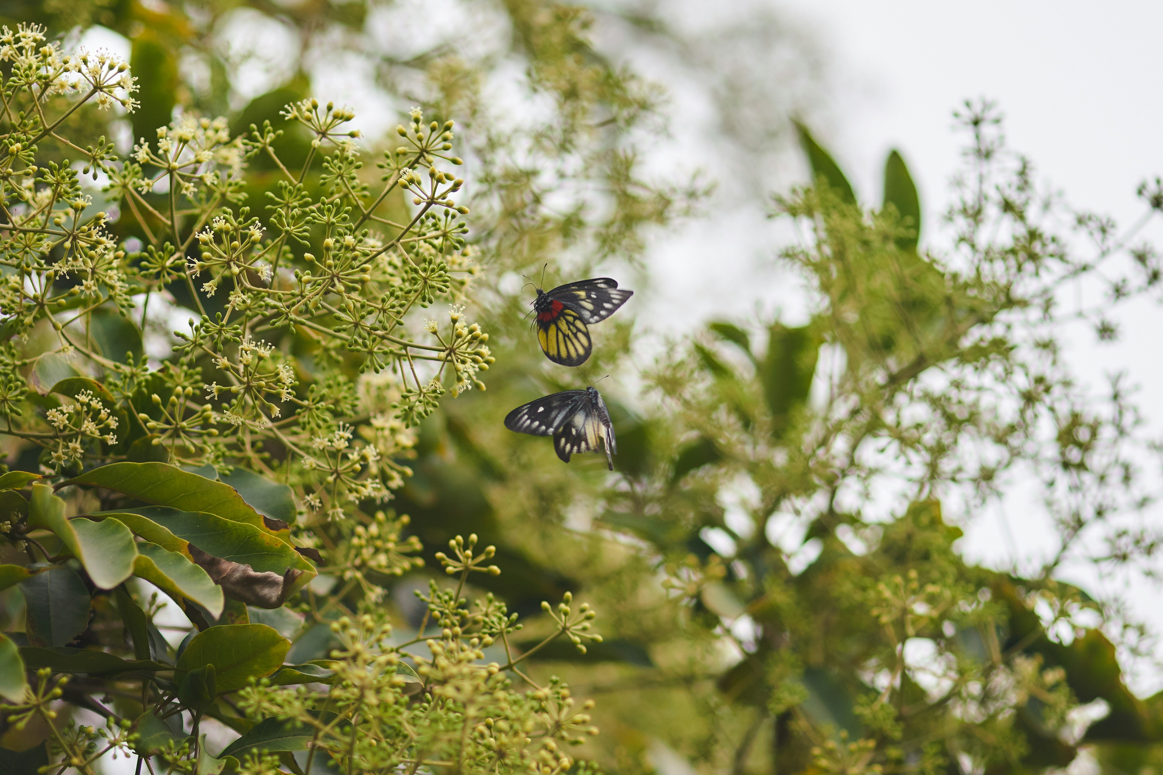 Two Swallows in a Sunlit Jasmine Wake