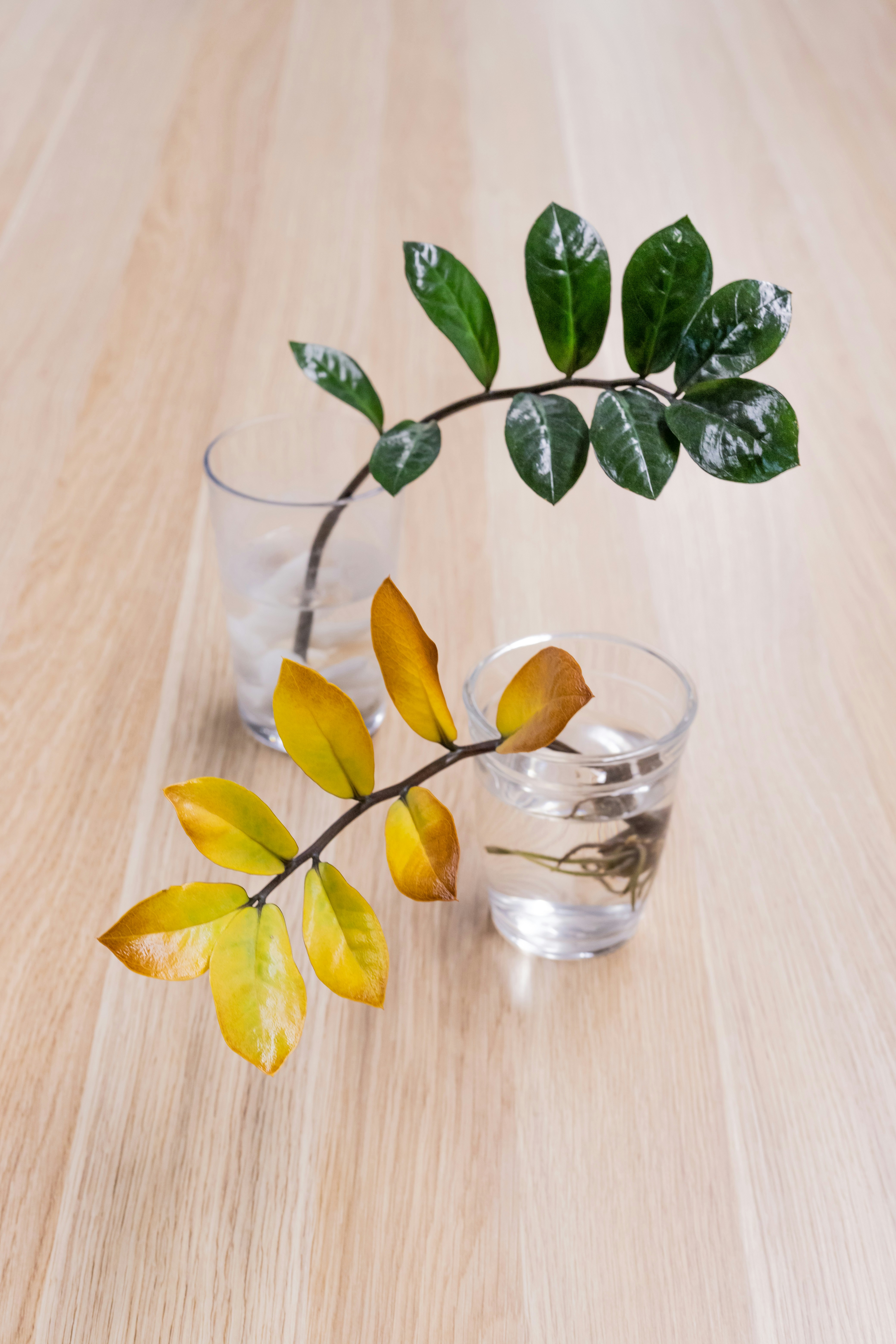 yellow leaves on clear drinking glass
