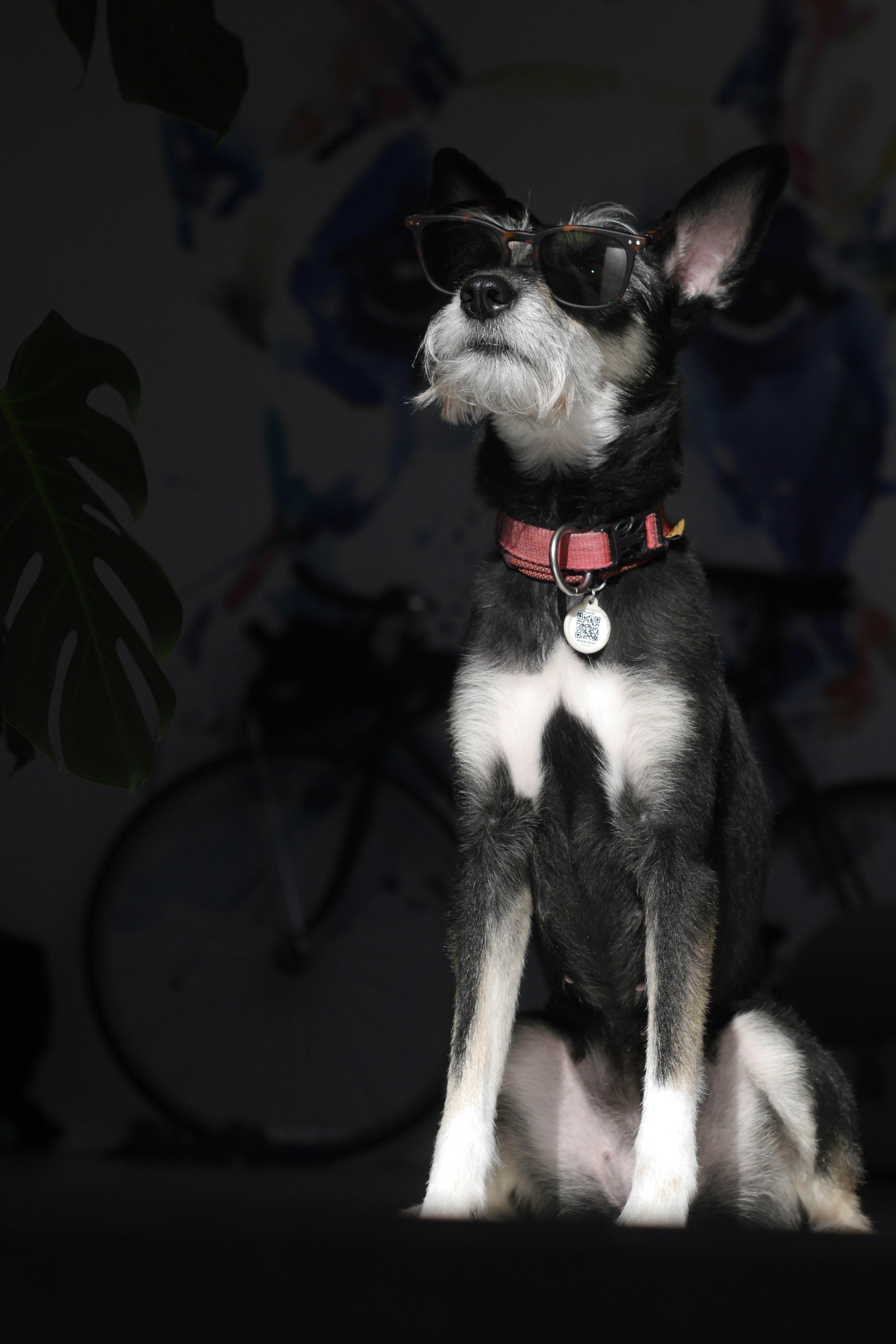 Sunglasses and Snout: A Dapper Terrier Poses in the Spotlight