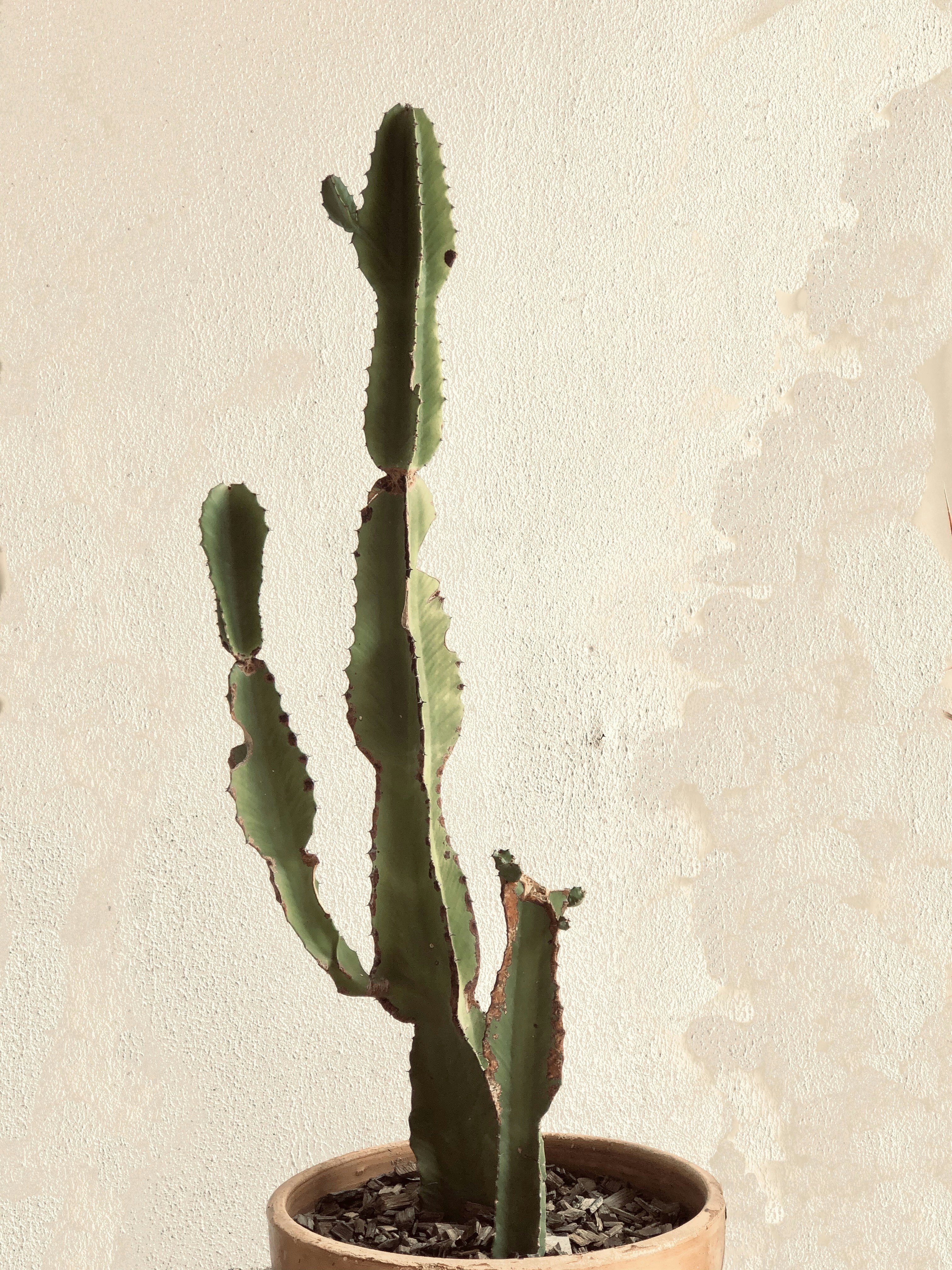 Vertical Sentinel: A Tall Cactus Against a Sun-Washed Wall