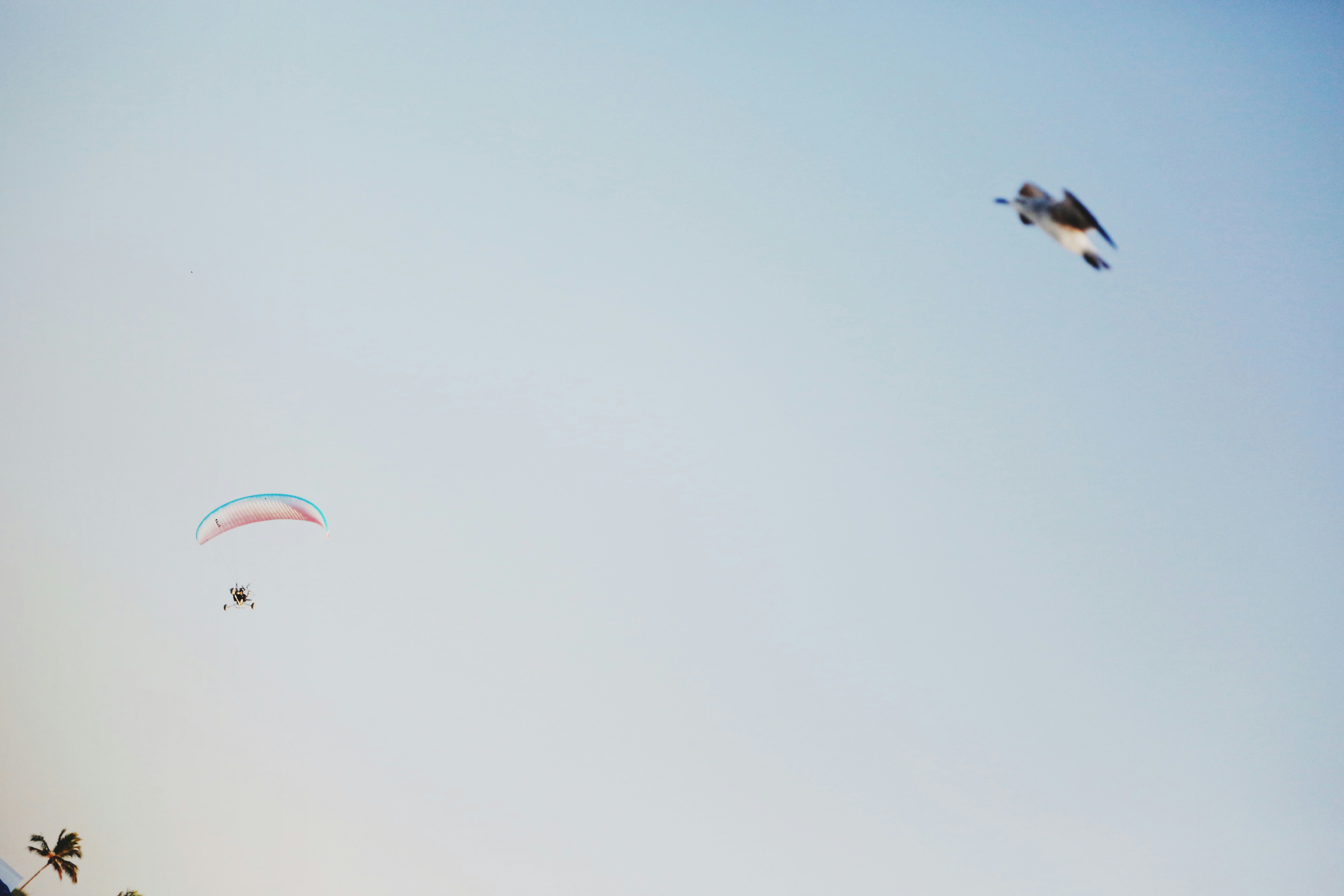 Pastel Sky Ballet: Paraglider and Gull in Quiet Ascent