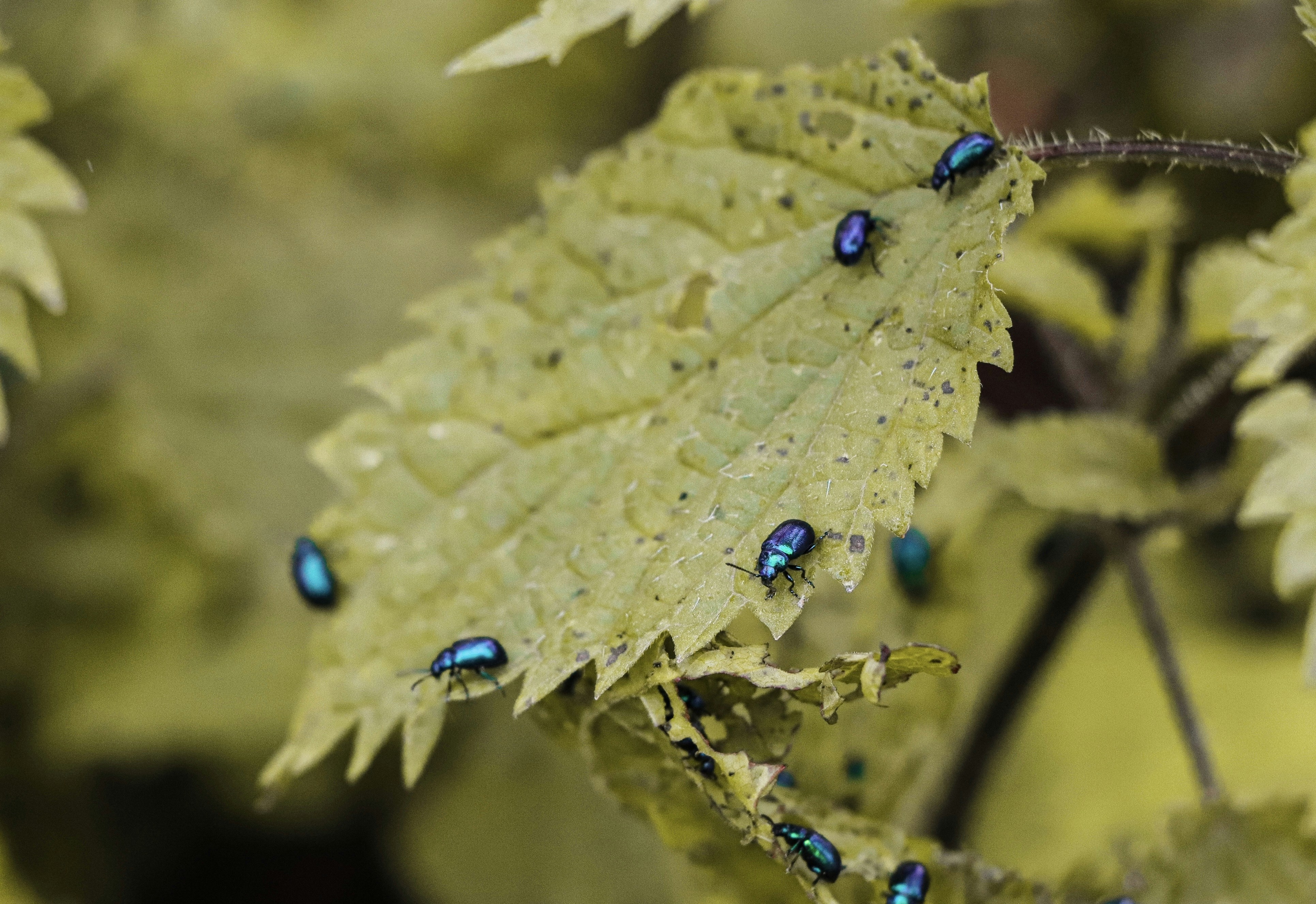 Iridescent Beetles Cling to a Sunlit Serrated Leaf