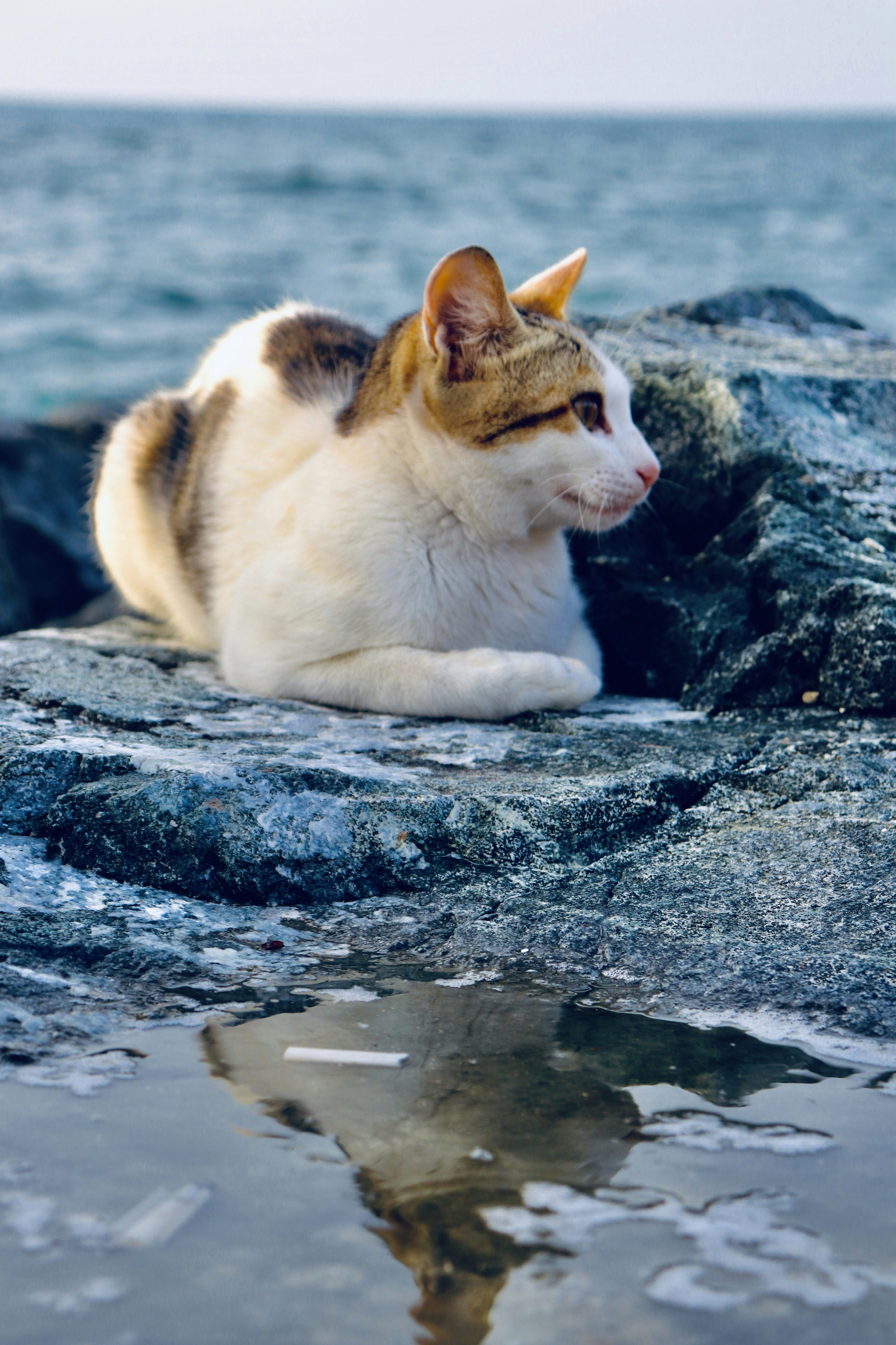 white and brown cat on black rock
