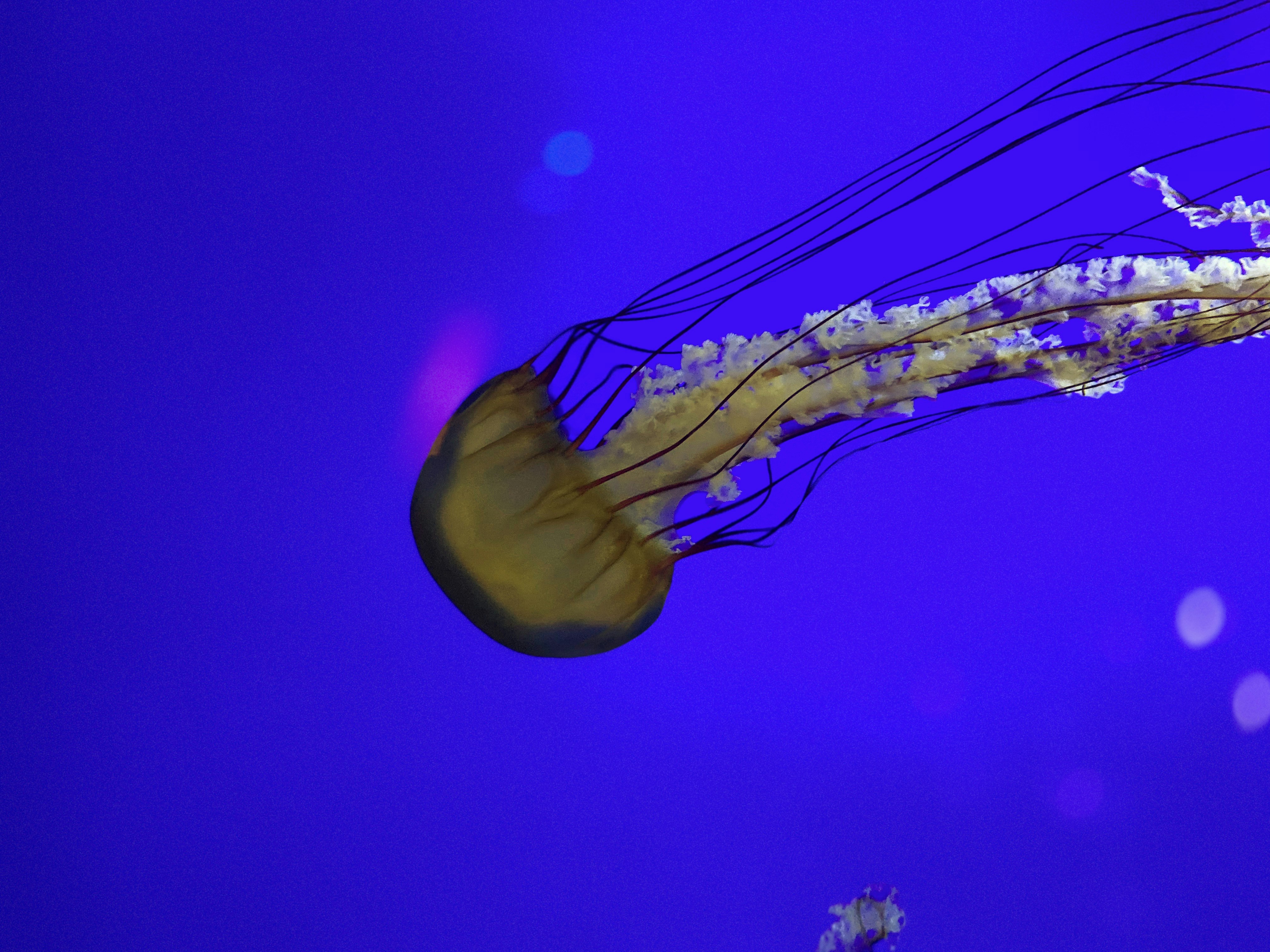 A jellyfish gracefully gliding through the water, its tentacles trailing behind against a vibrant blue backdrop.