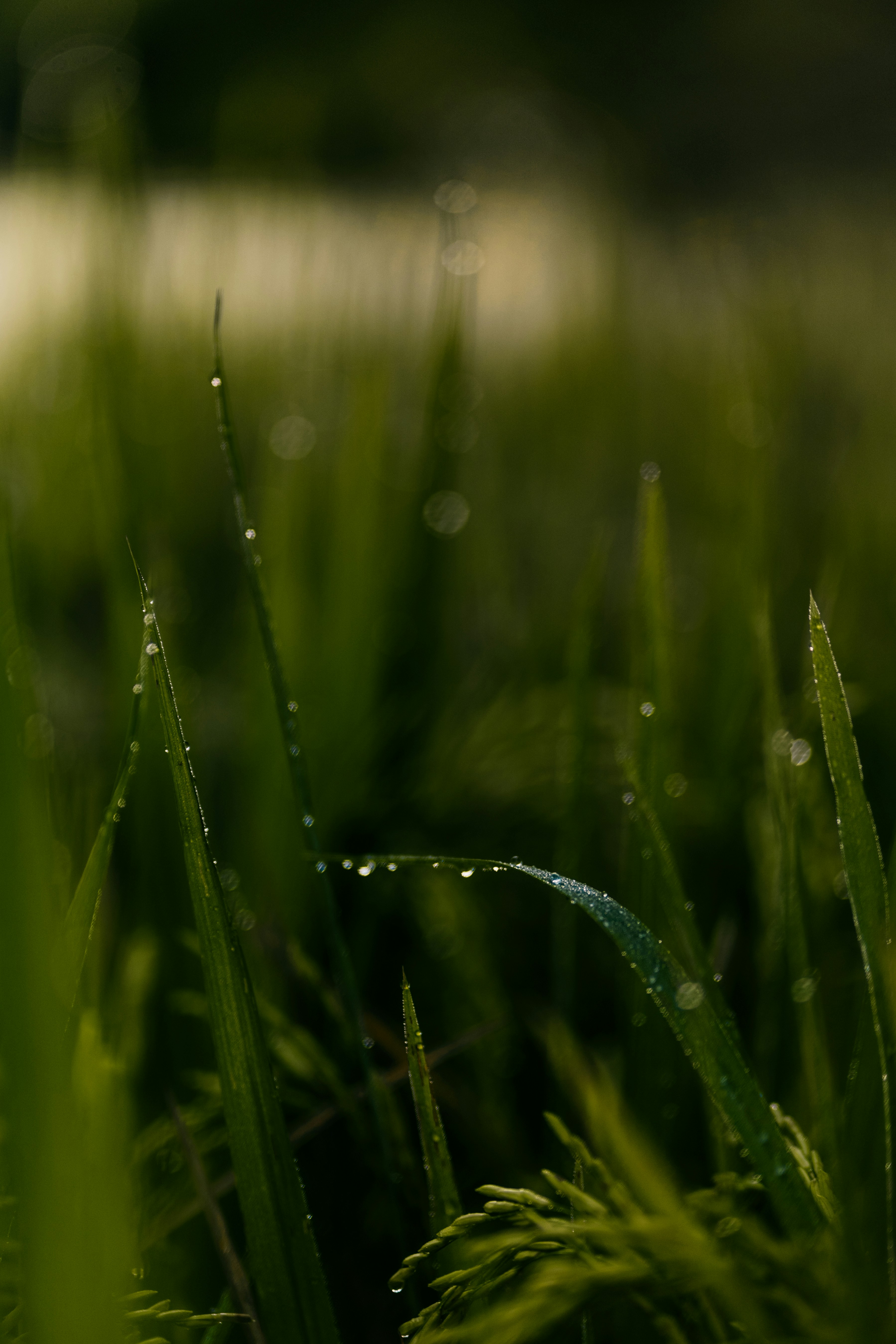 Close-up of dew-covered grass blades glistening in soft morning light. The delicate droplets enhance the lush green texture of the grass.
