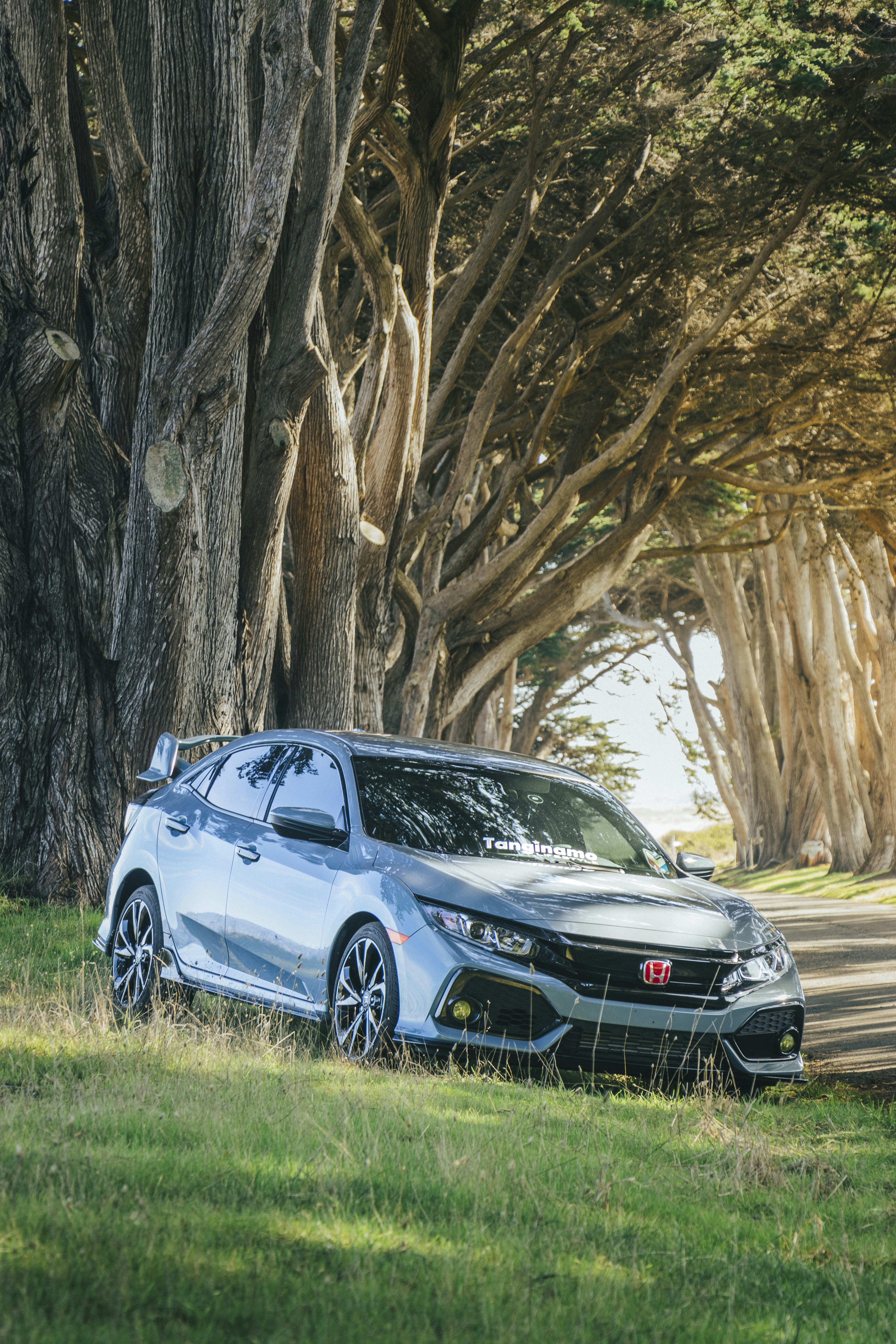 Blue Honda resting under a canopy of ancient trees
