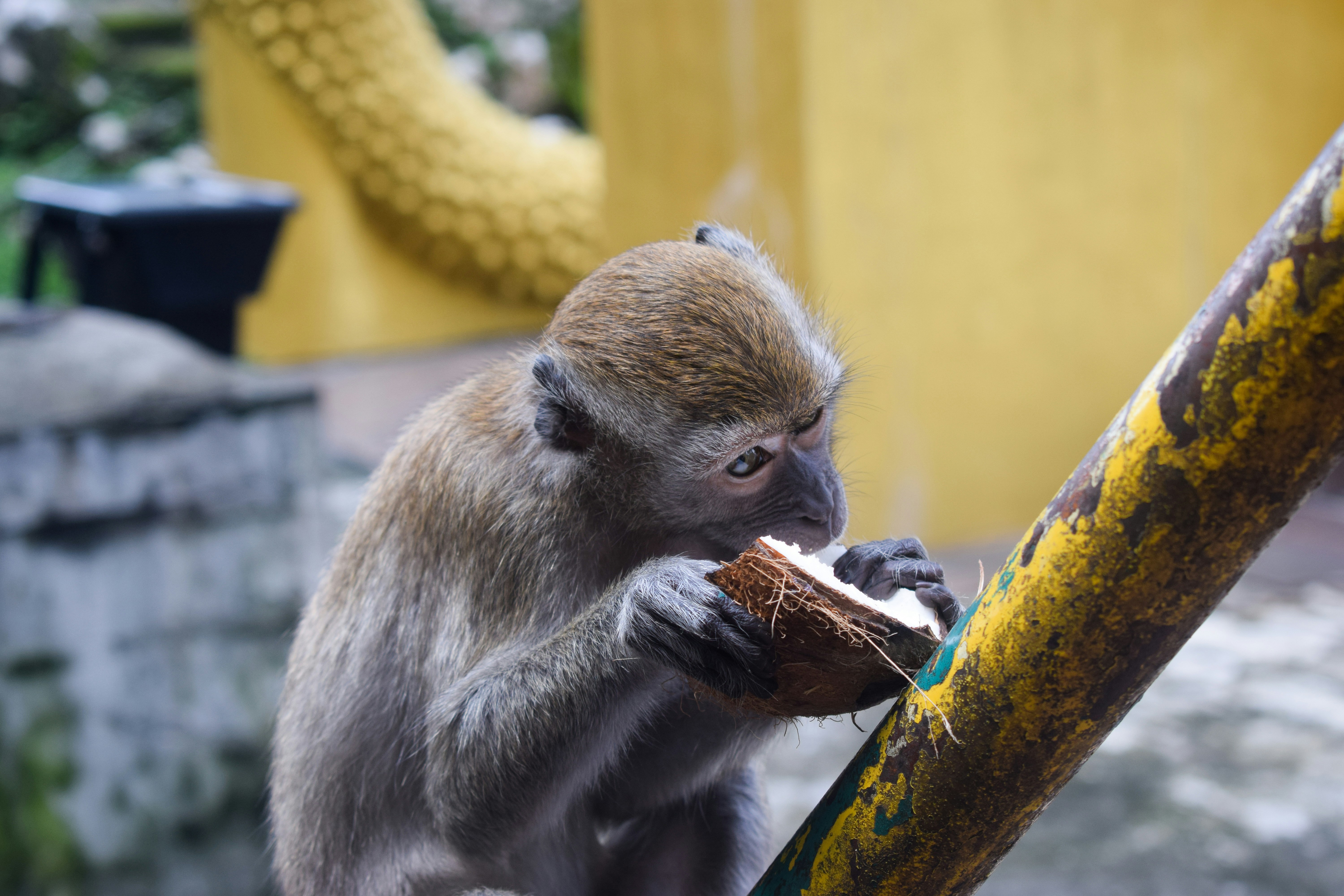 Monkey enjoying a coconut on a colorful post, showcasing its dexterous grip and focused expression.
