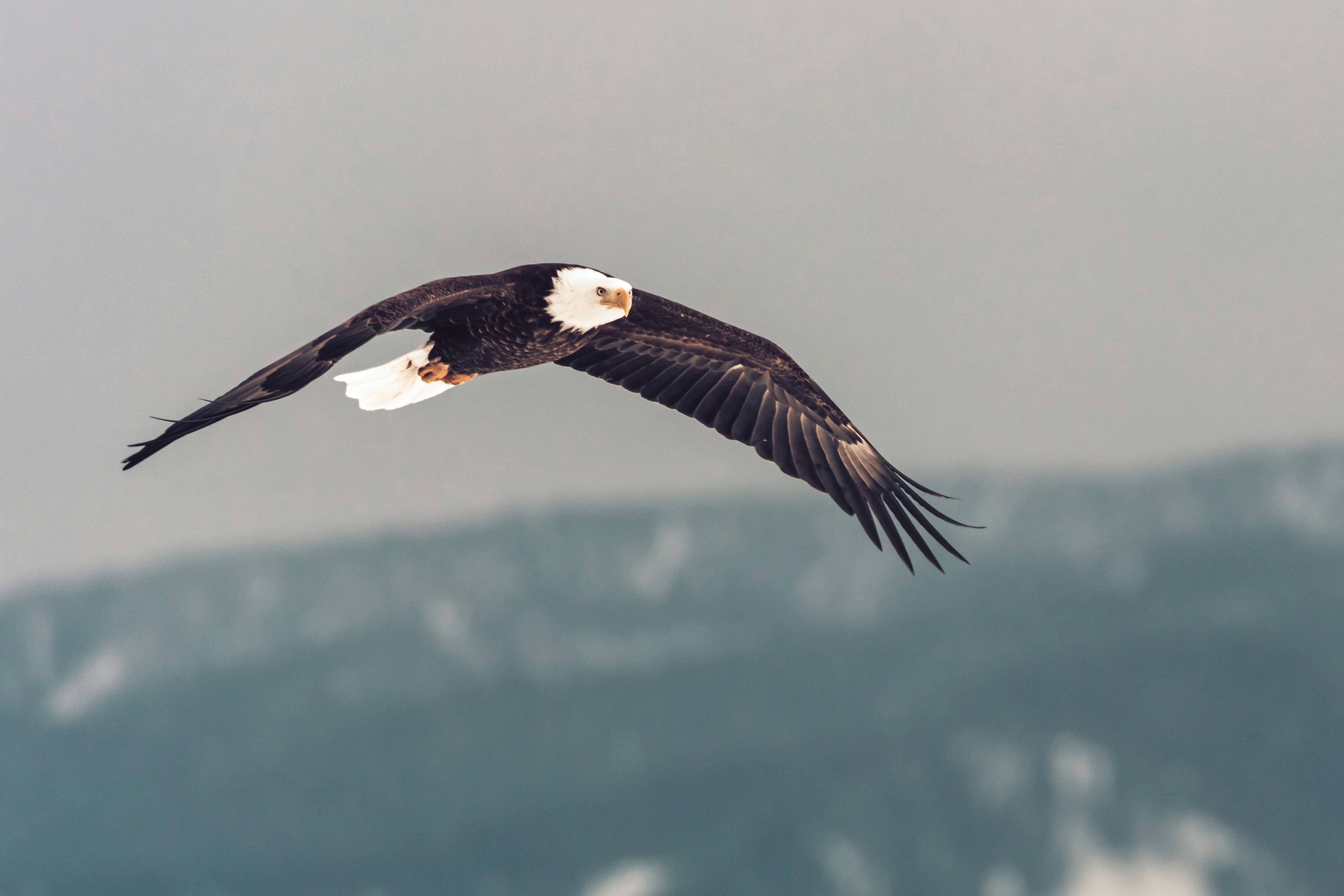 500+ Flying Eagle Pictures | Download Free Images on Unsplash