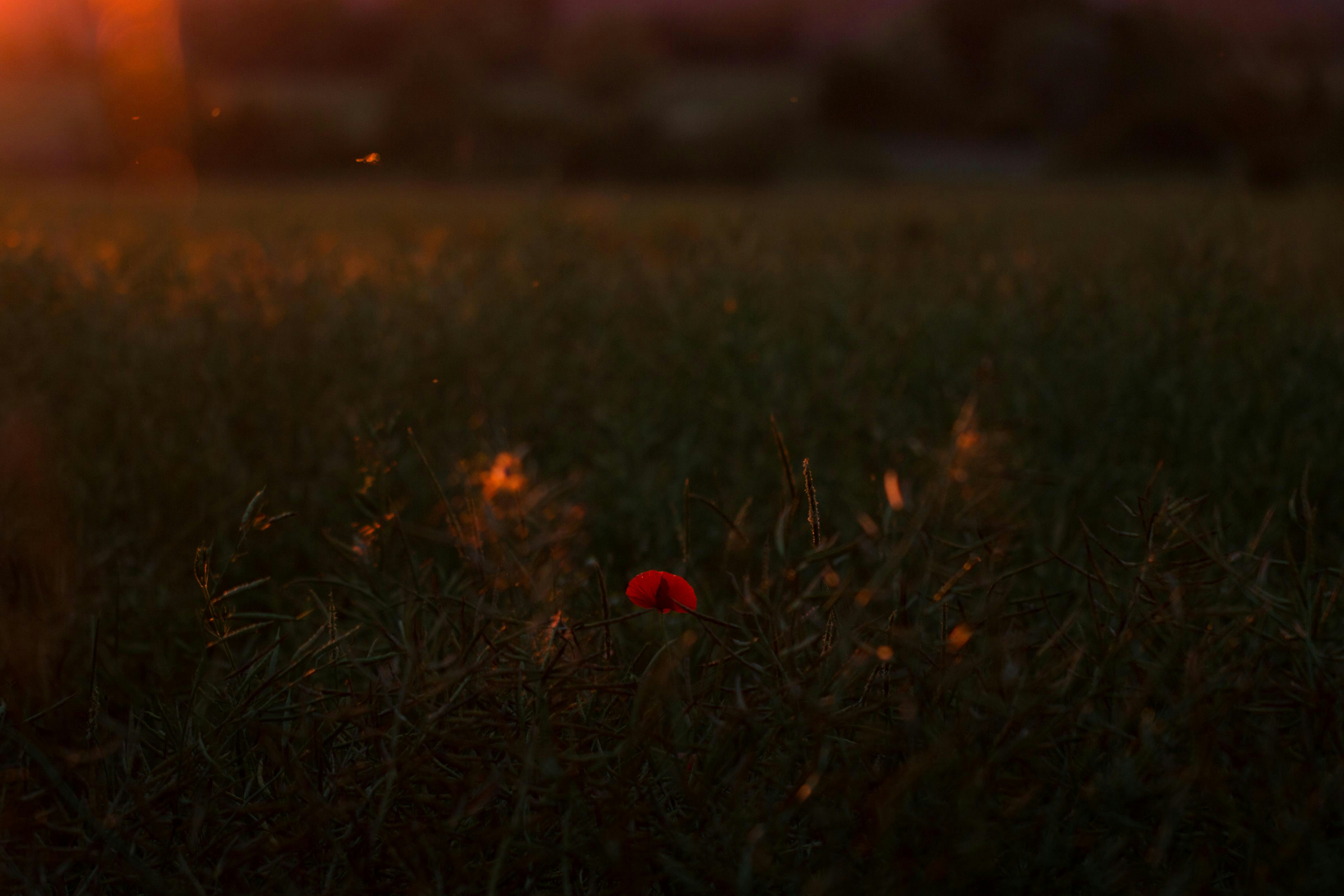 Alone red flower during the dusk