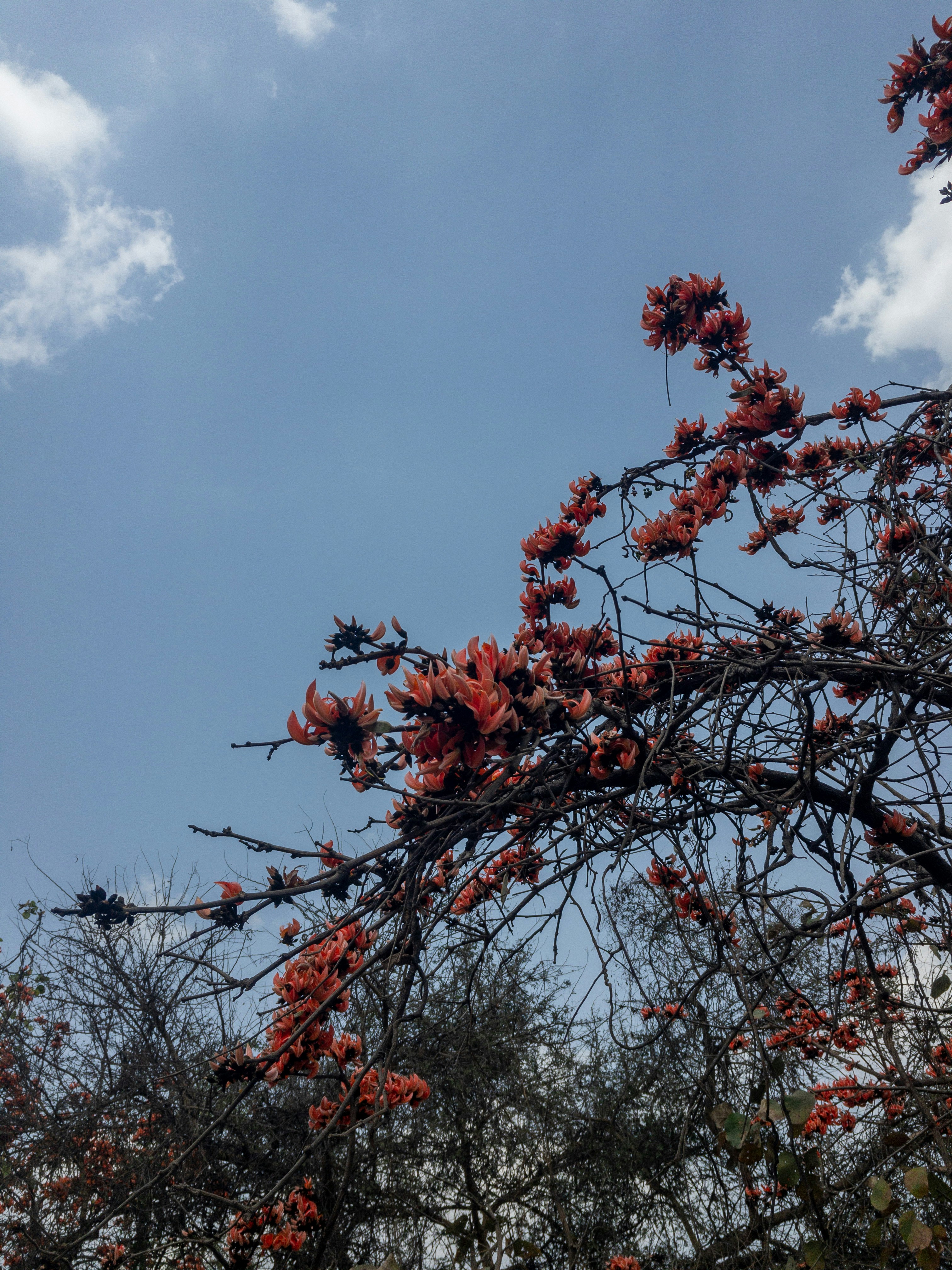Crimson Blossoms Weaving Through Blue Skies