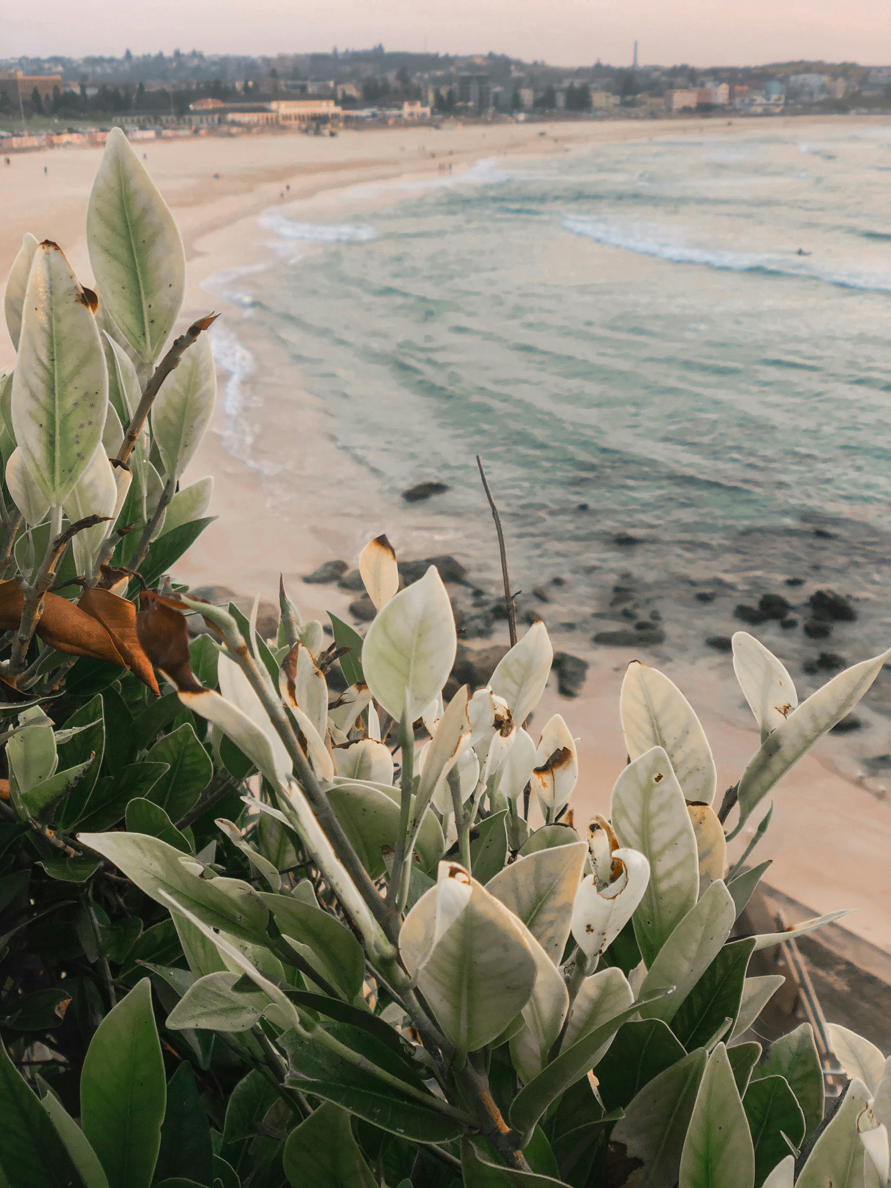 Green plant near body of water during daytime photo – Free Bondi beach ...