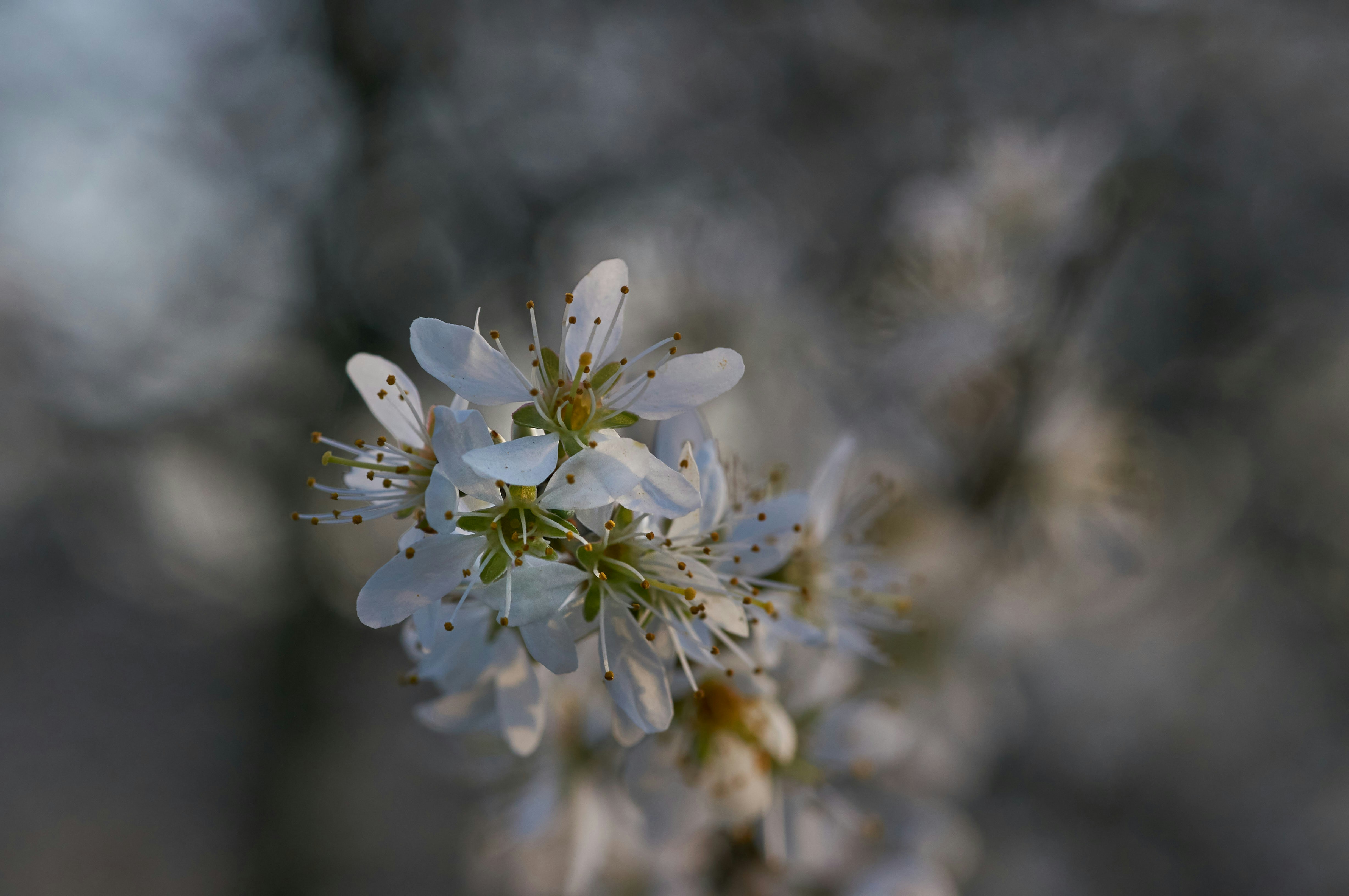 Delicate white blossoms with intricate details, softly illuminated against a blurred background. The essence of spring captured in a moment.