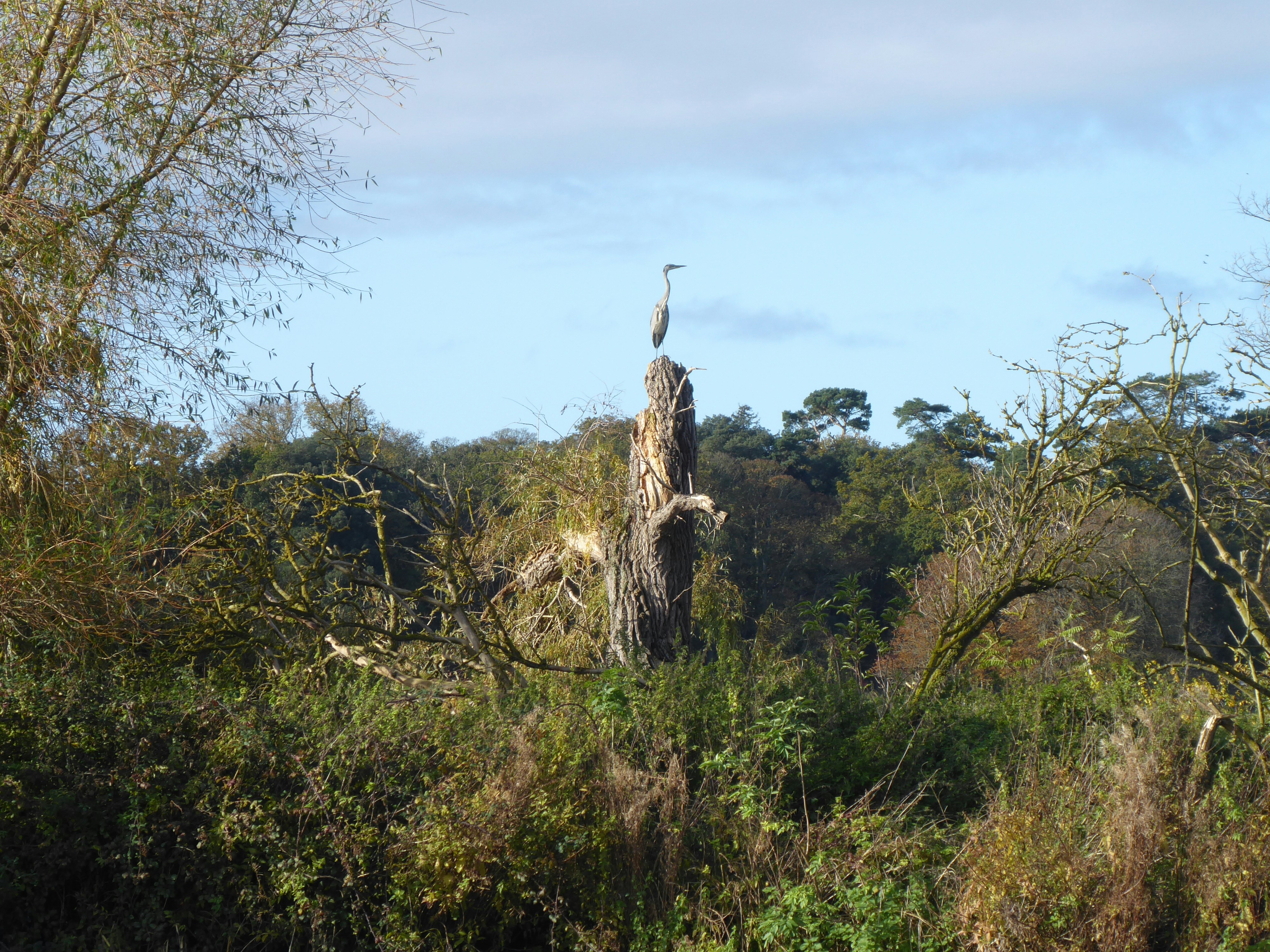 Bird perched atop a tall tree stump surrounded by dense green foliage under a partly cloudy sky.
