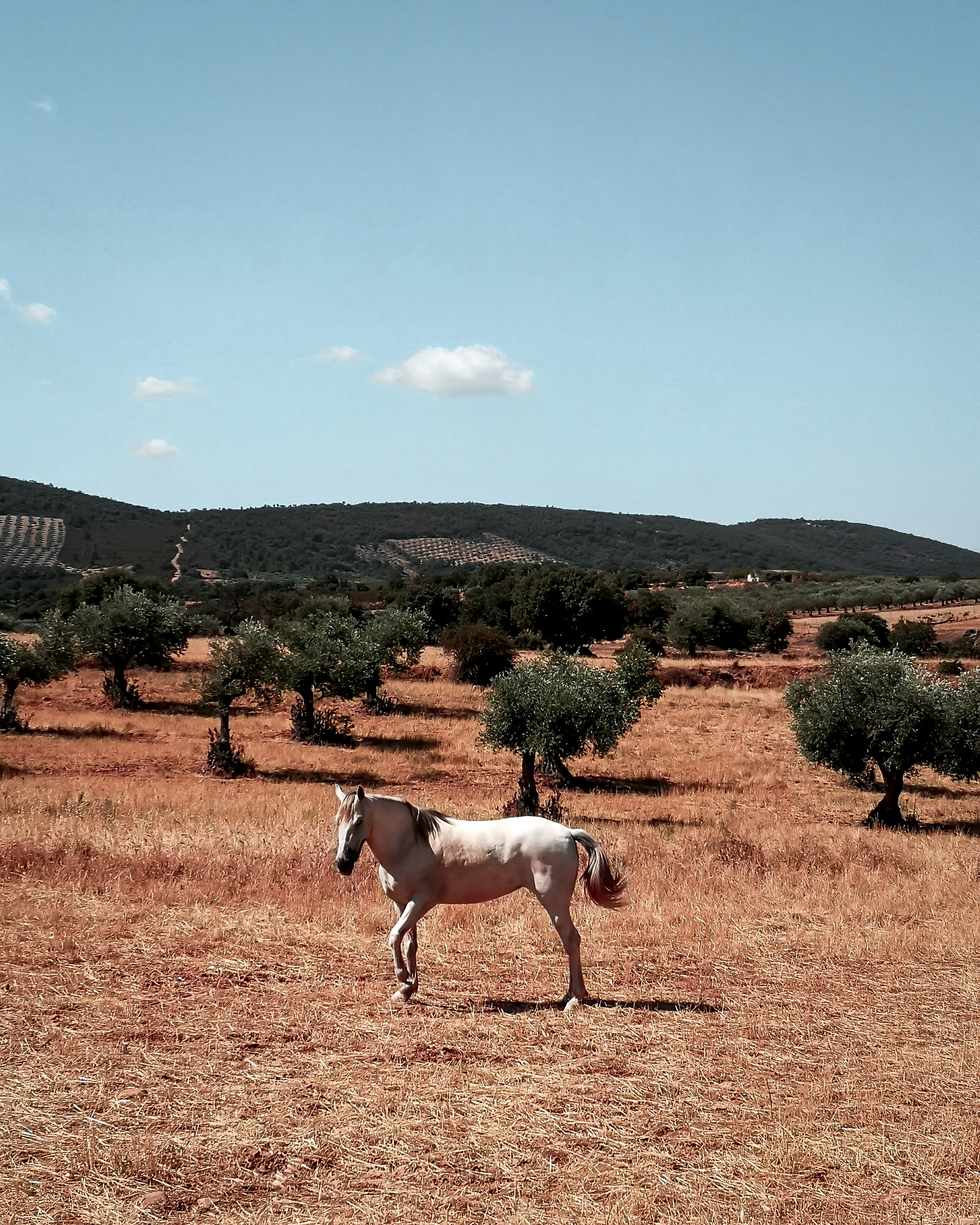 White horse walks across a sunlit olive field with scattered trees and distant hills under a pale blue sky. The scene centers on the graceful animal as the focal point in a tranquil rural landscape.