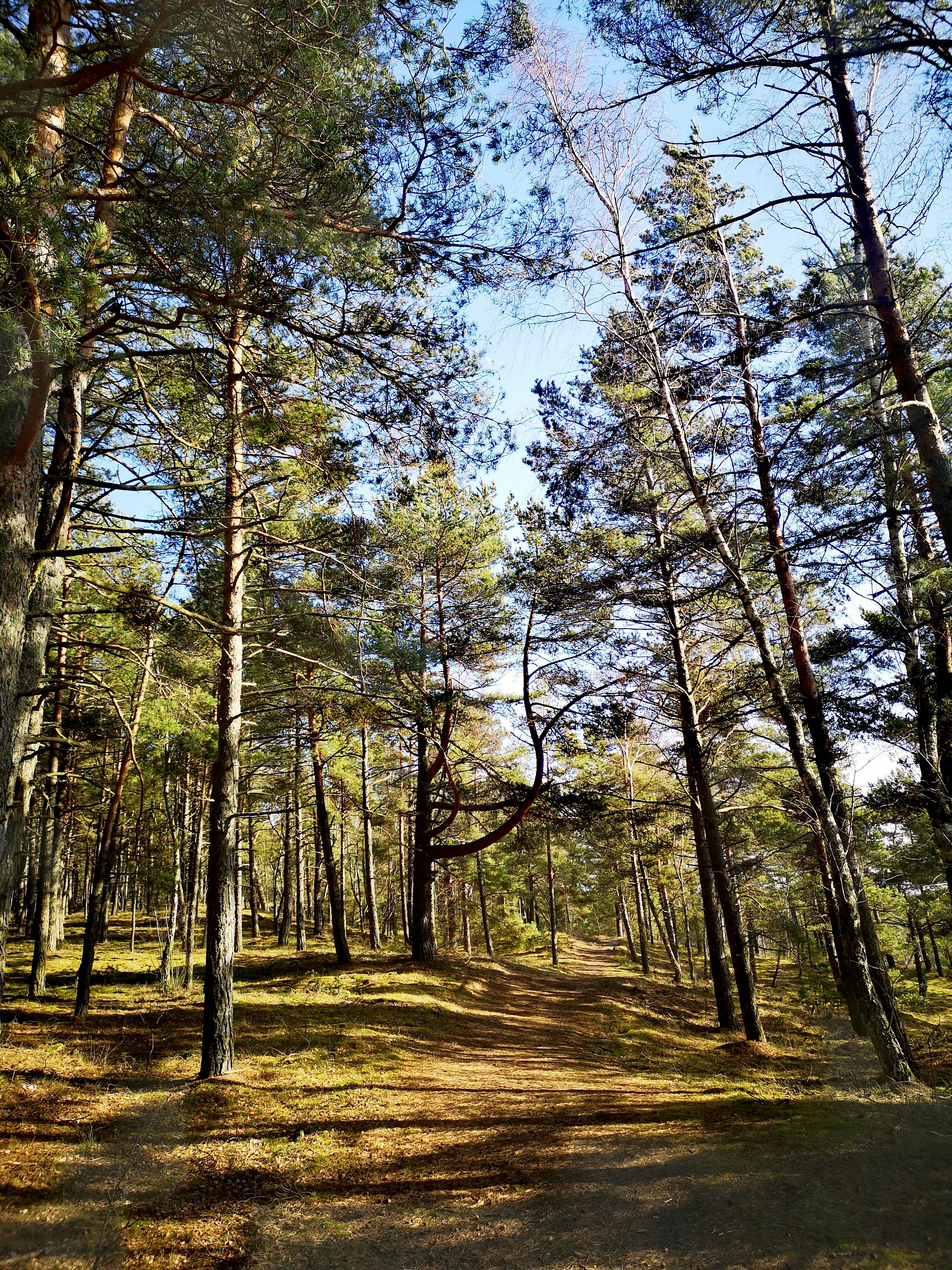 Pine trees forest in Neringa 