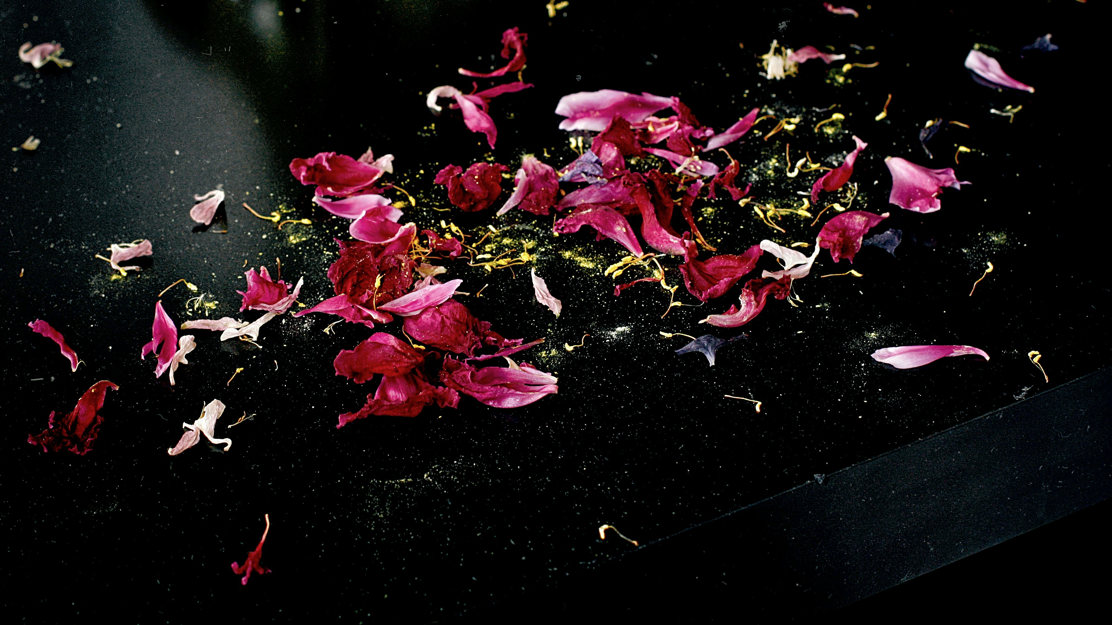 Pink Petal Cascade Across a Velvet Noir Surface