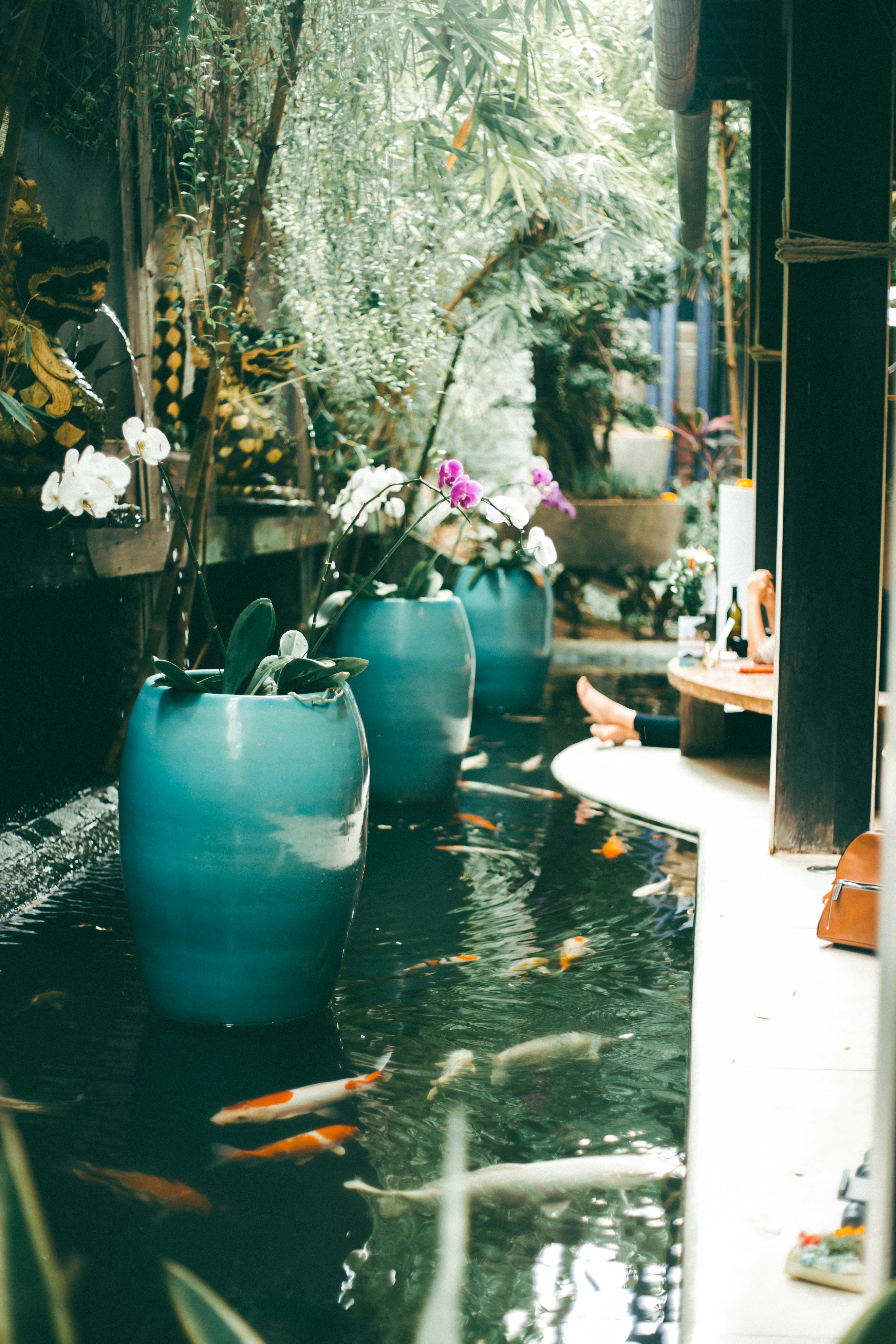 Floating koi and cobalt pots: a tranquil courtyard aquascape
