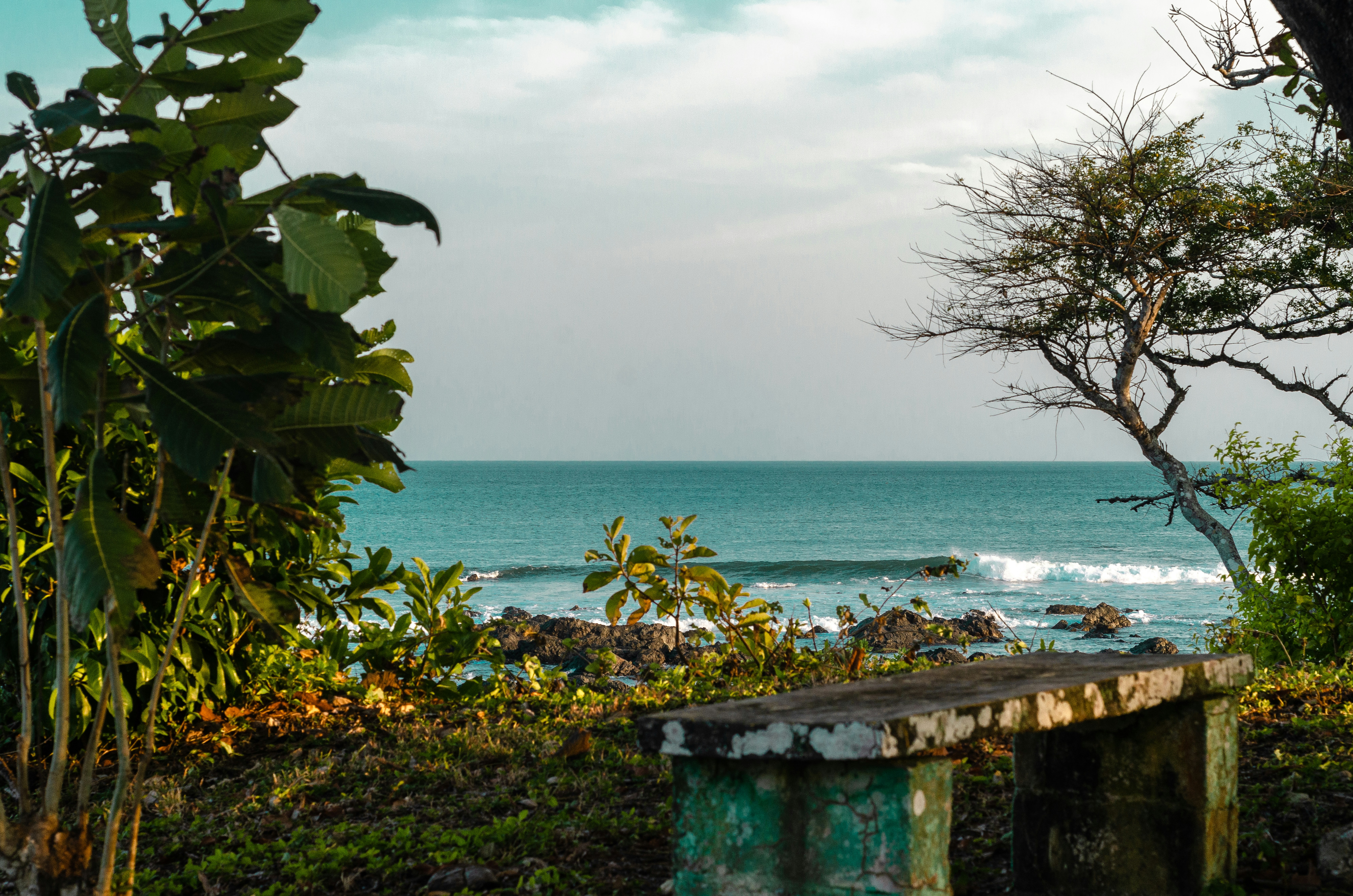 Coastal View Through Fronds: A Quiet Bench by the Sea