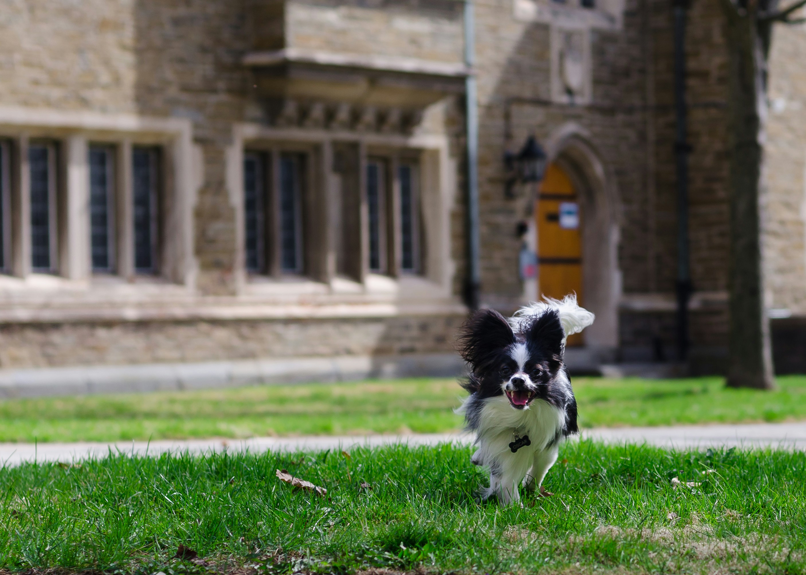 Small Black-and-White Dog Dash on a Sunlit Campus Quad
