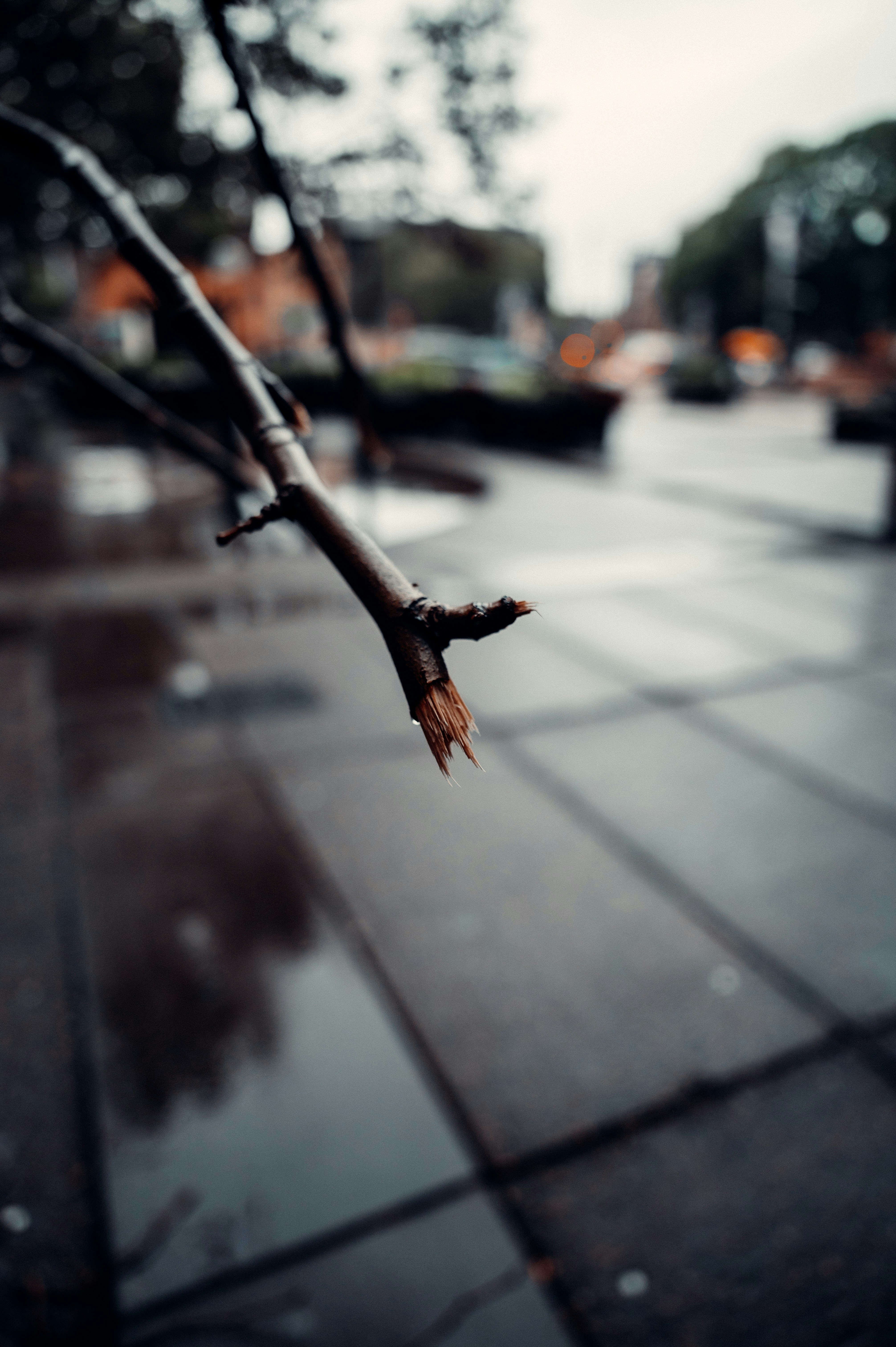 Frayed Twig, Rain-Washed City: A Quiet Study in Focus and Blur