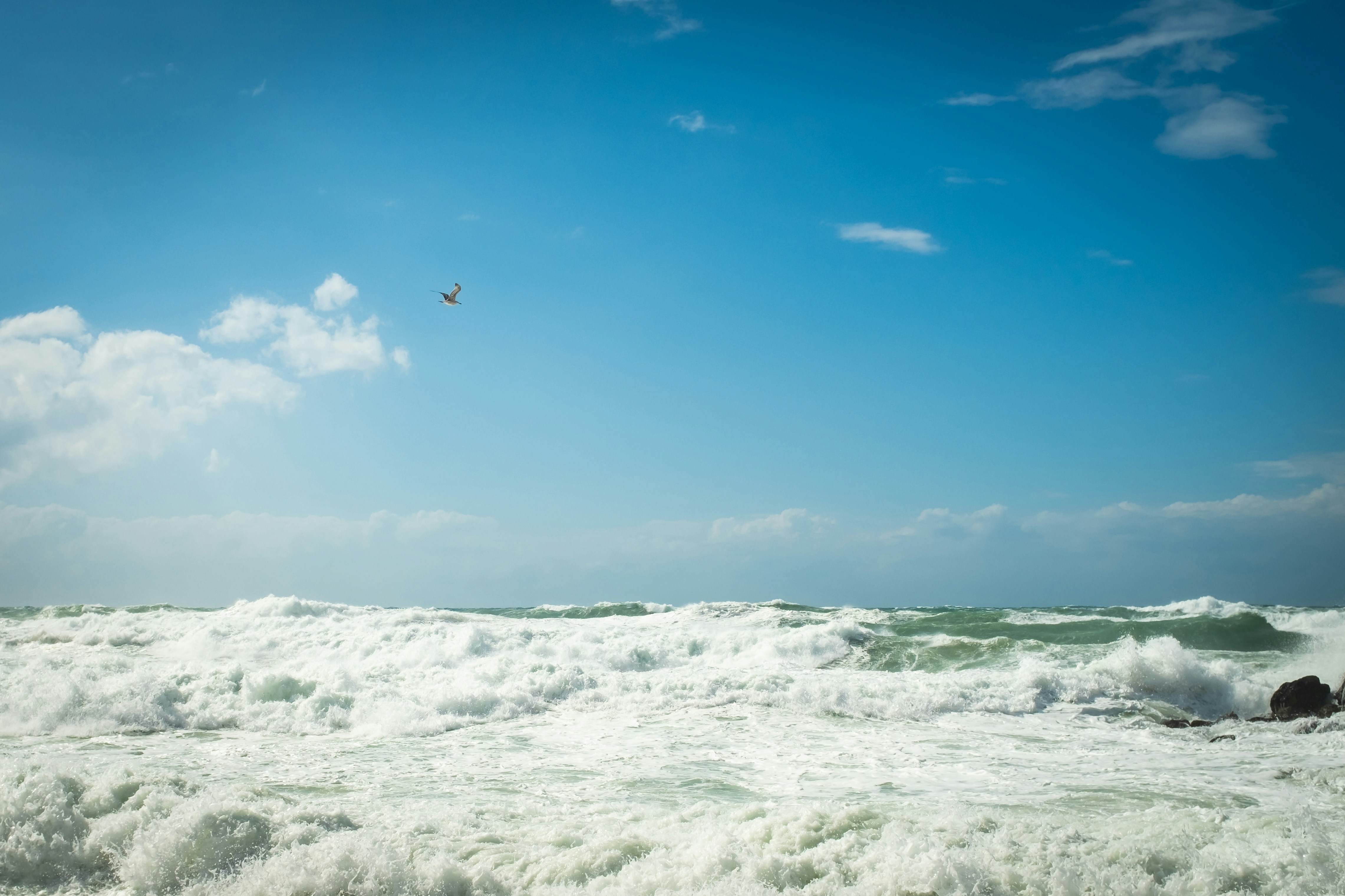 Wingbeat Over Whitecaps: A Quiet Maritime Moment