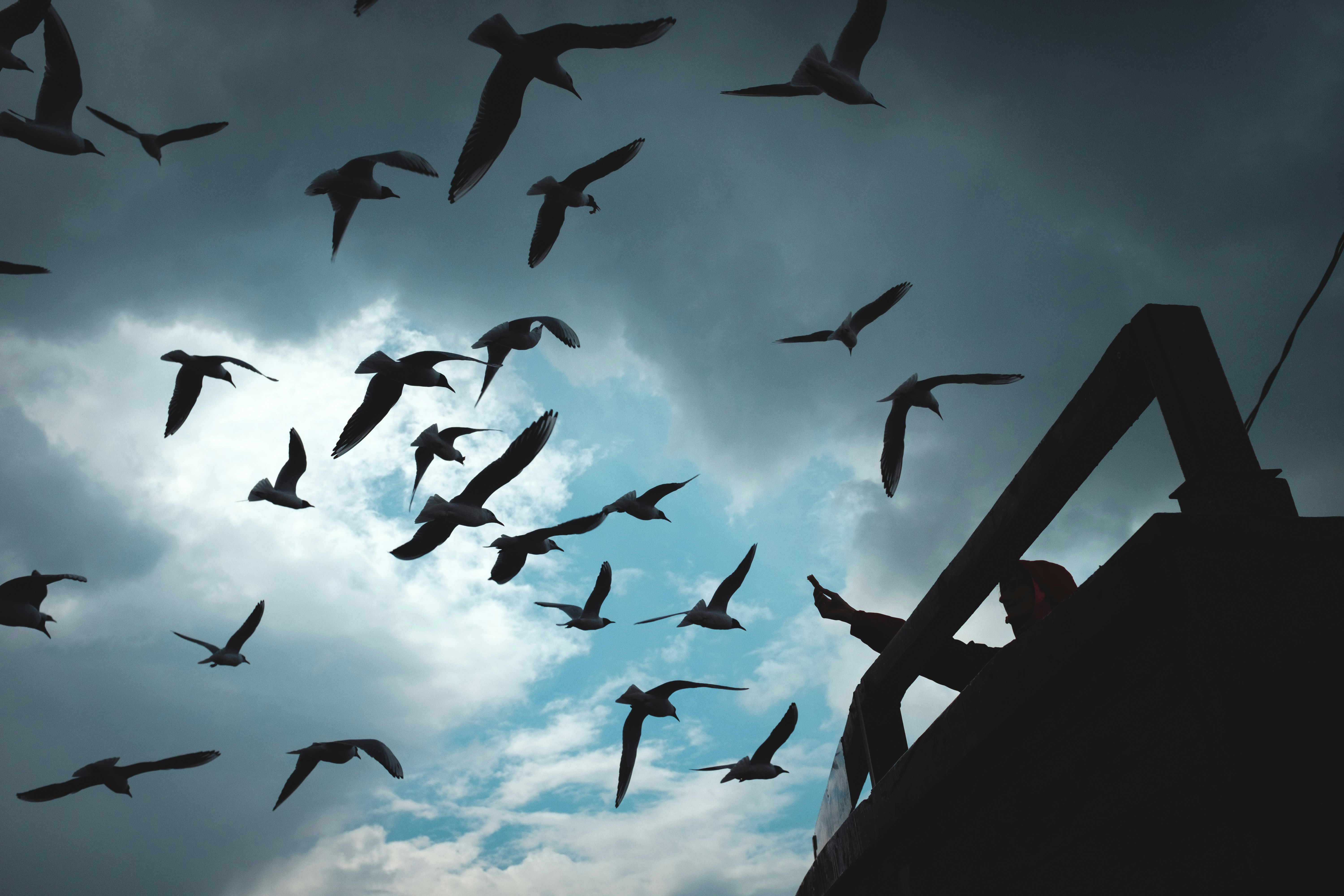 Silhouetted birds take flight against a moody sky, with a figure gesturing from a boat. The dynamic interaction between nature and human presence is highlighted.