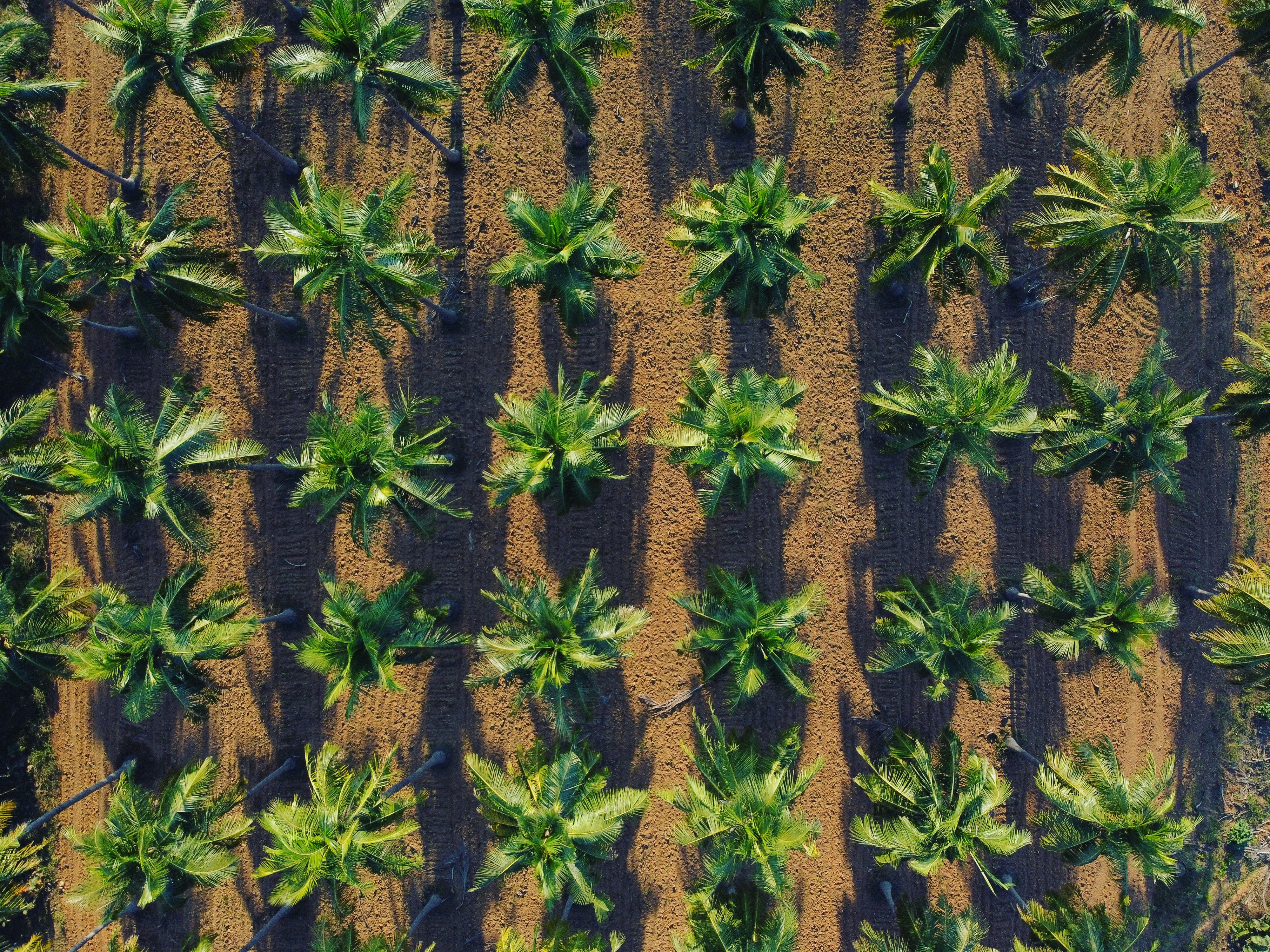 Kethan Reddy (@dlethan63) | Unsplash Photo Community