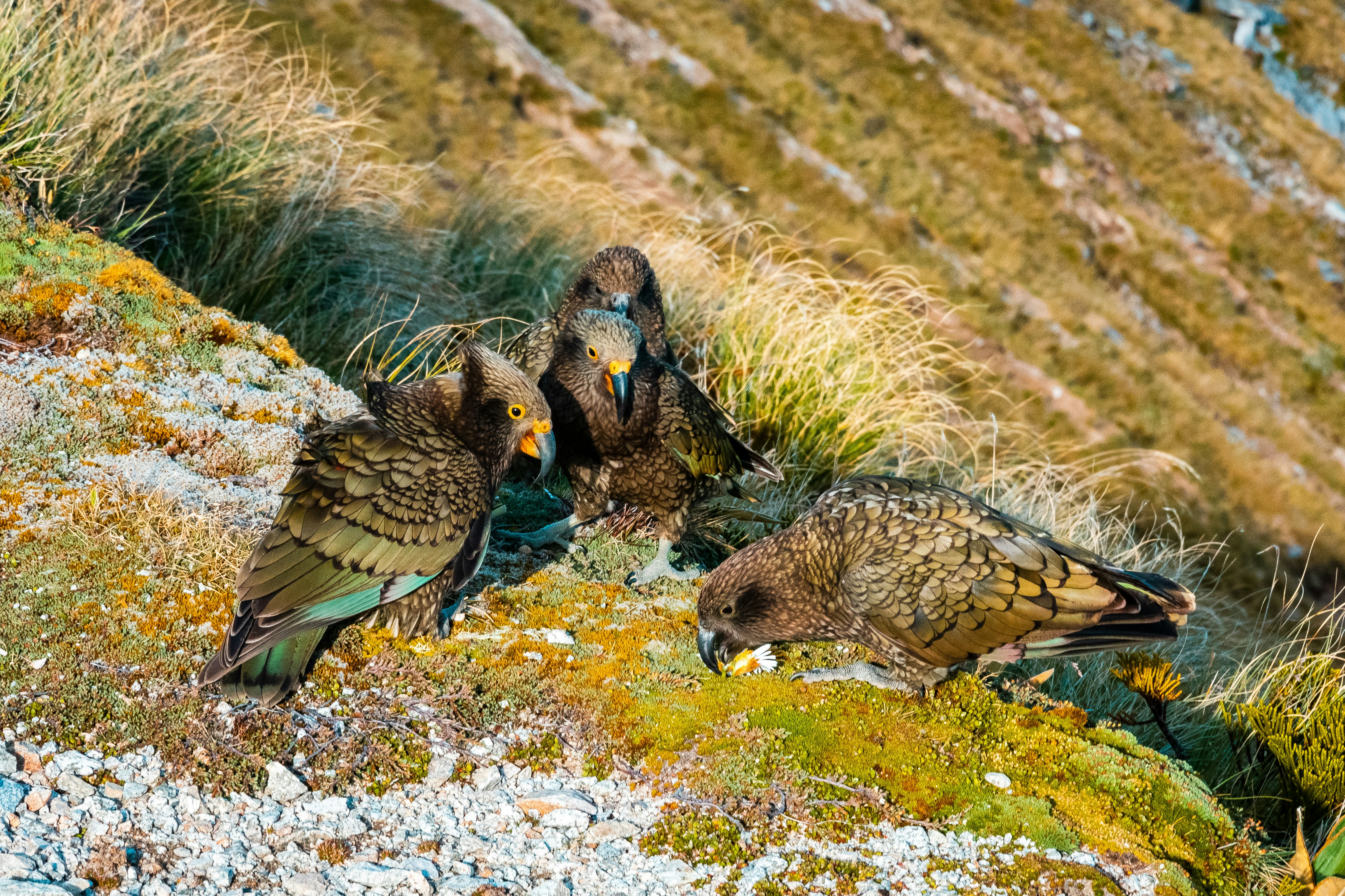 Trio of Cliff-Dwellers on a Moss-Covered Slope