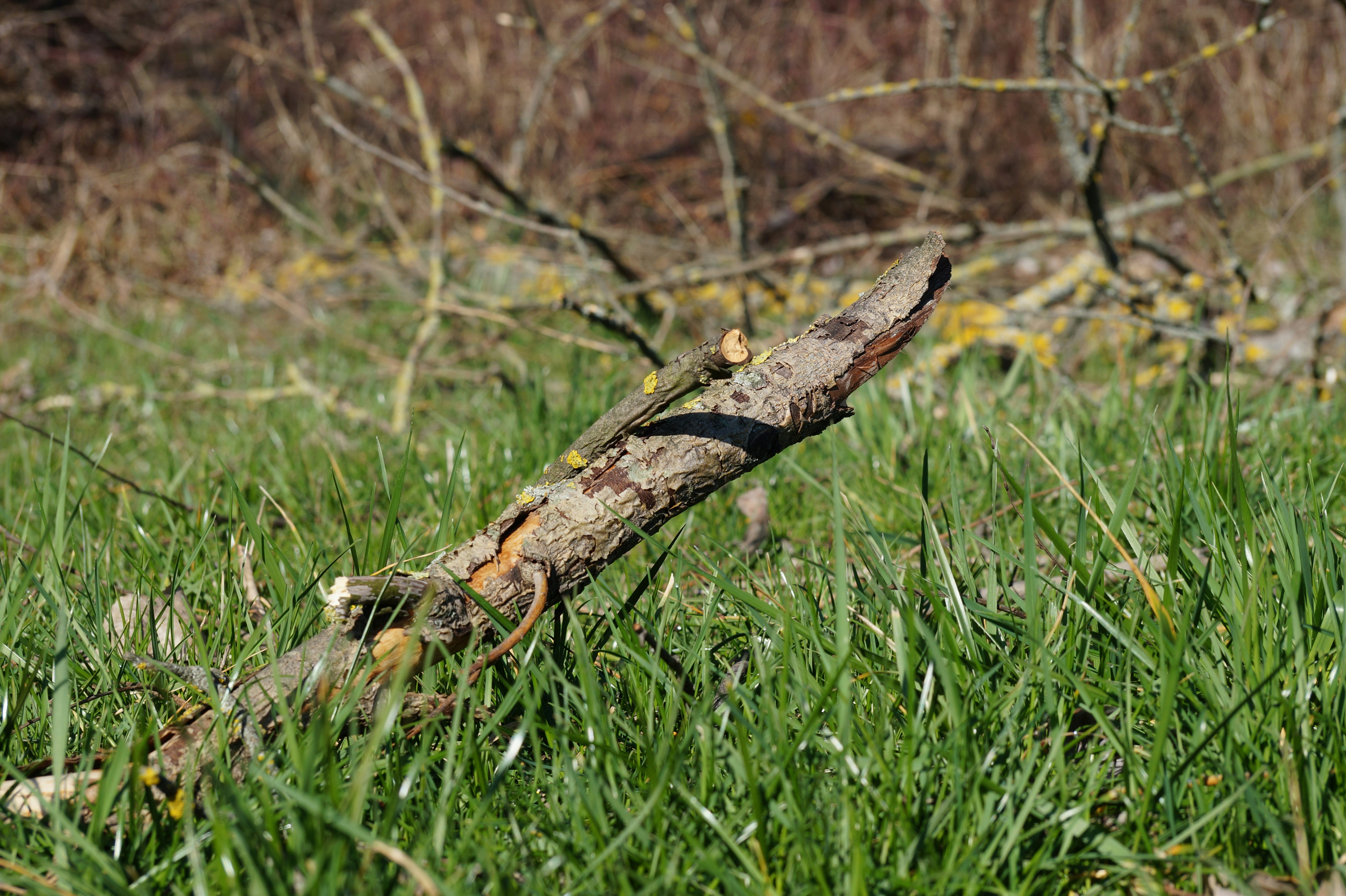 brown tree branch on green grass field during daytime