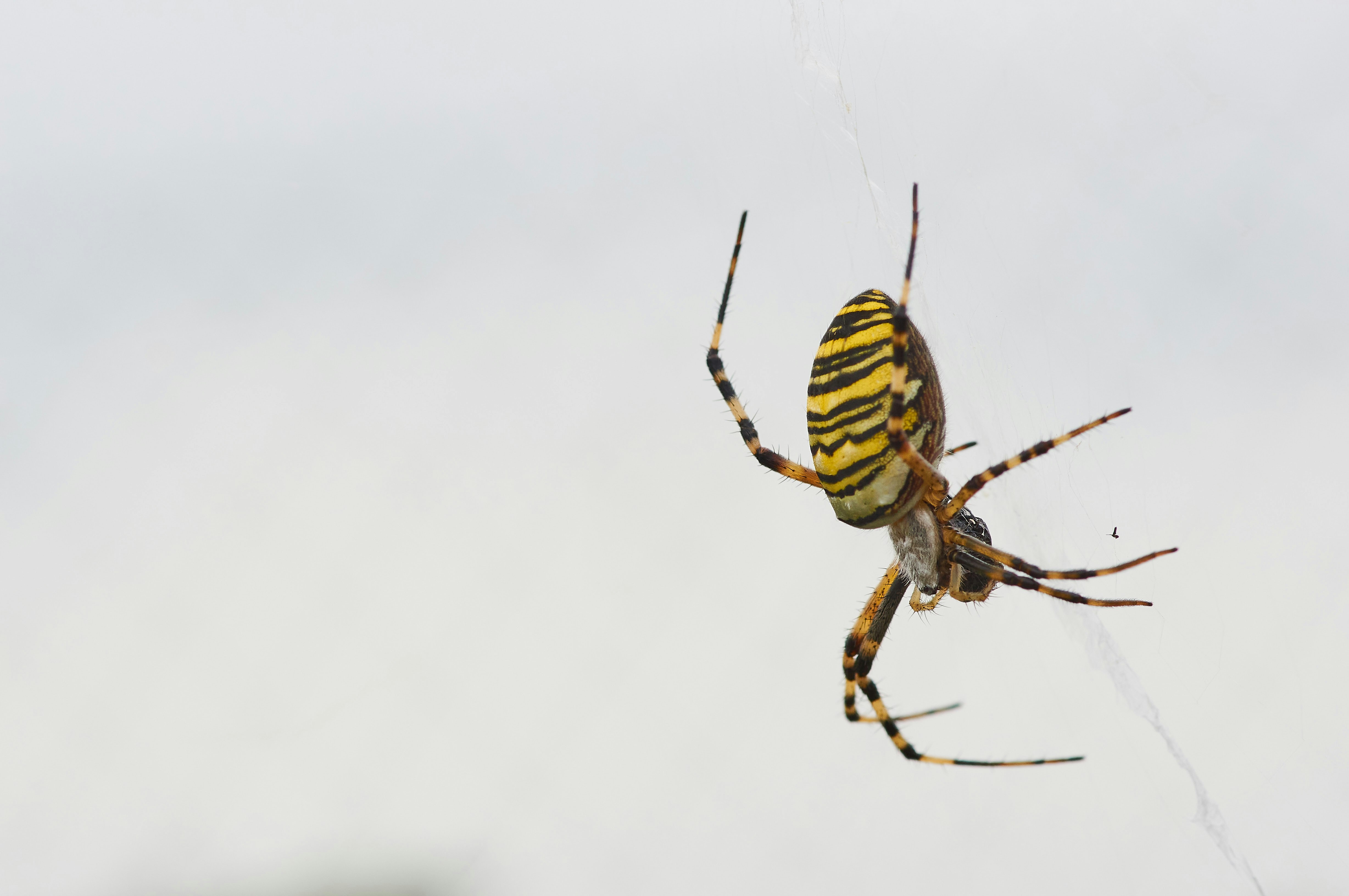 Horizon of Silk: A striped orb-weaver clings to a single thread against a pale backdrop