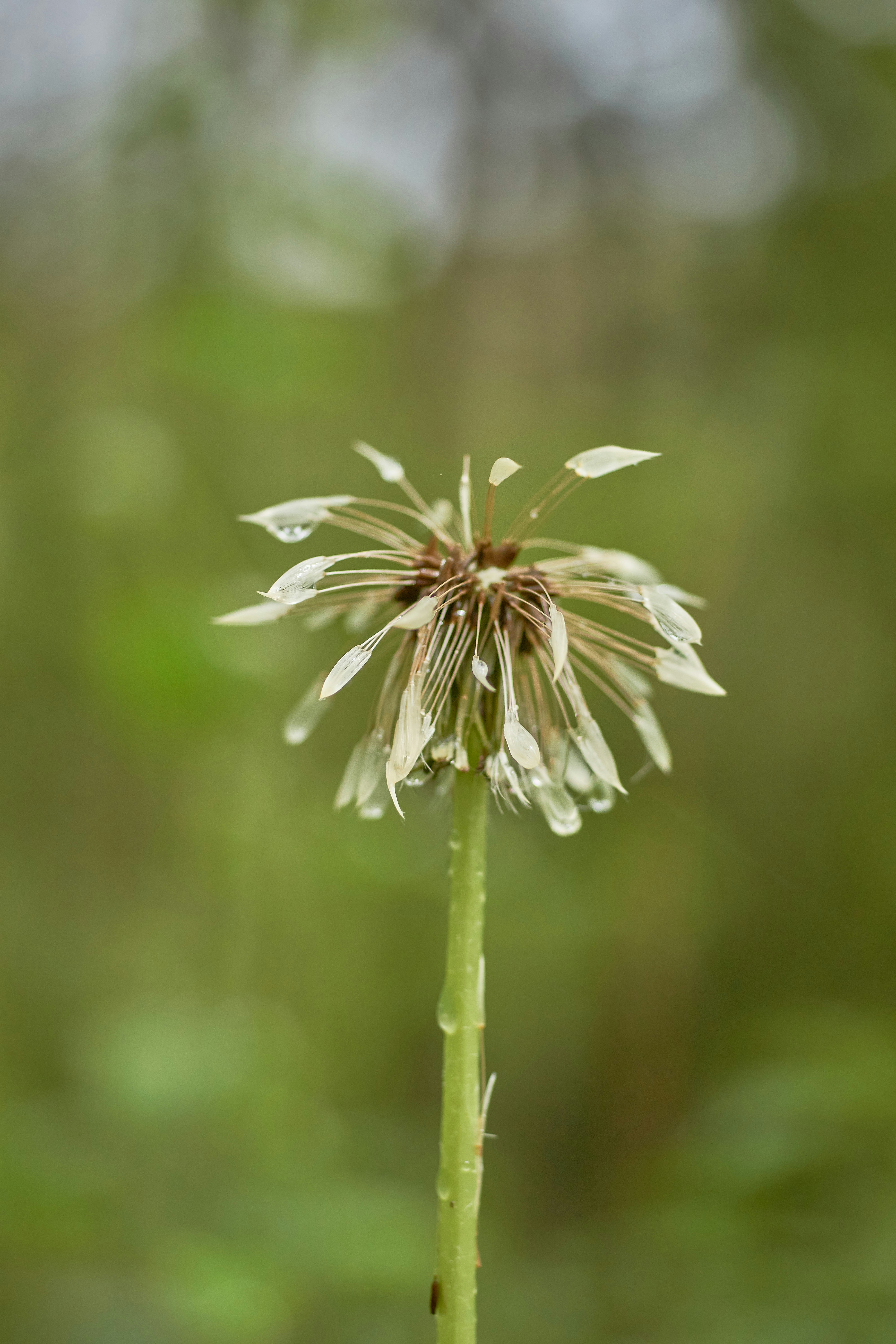 Dandelion Crown in Quiet Green: A Close-Up of Time-Worn Seeds