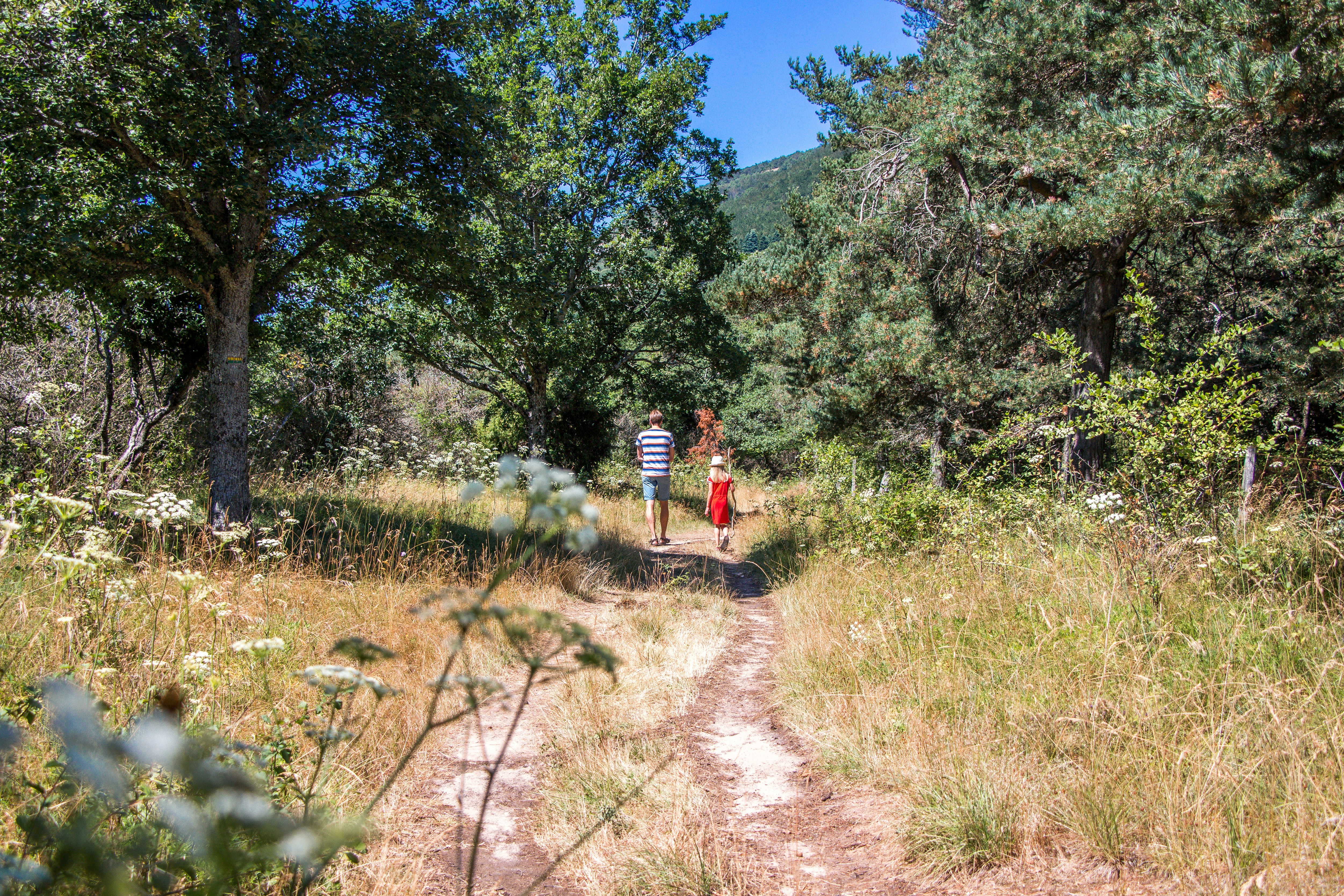 Trail of Quiet Light: Two Wanderers on a Sunlit Meadow Path