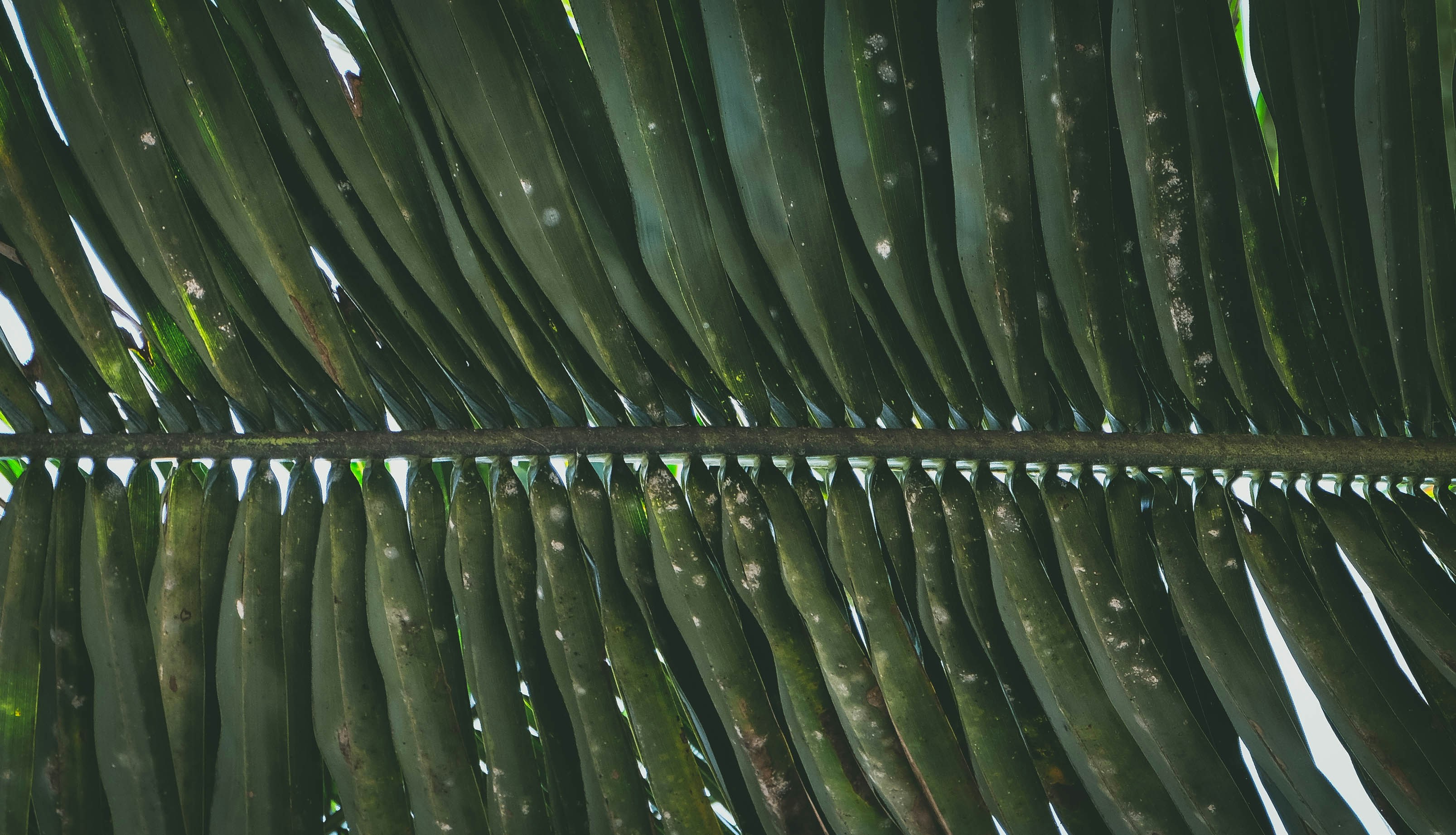 Palm Frond Ribbon: A Central Line of Green Fronds