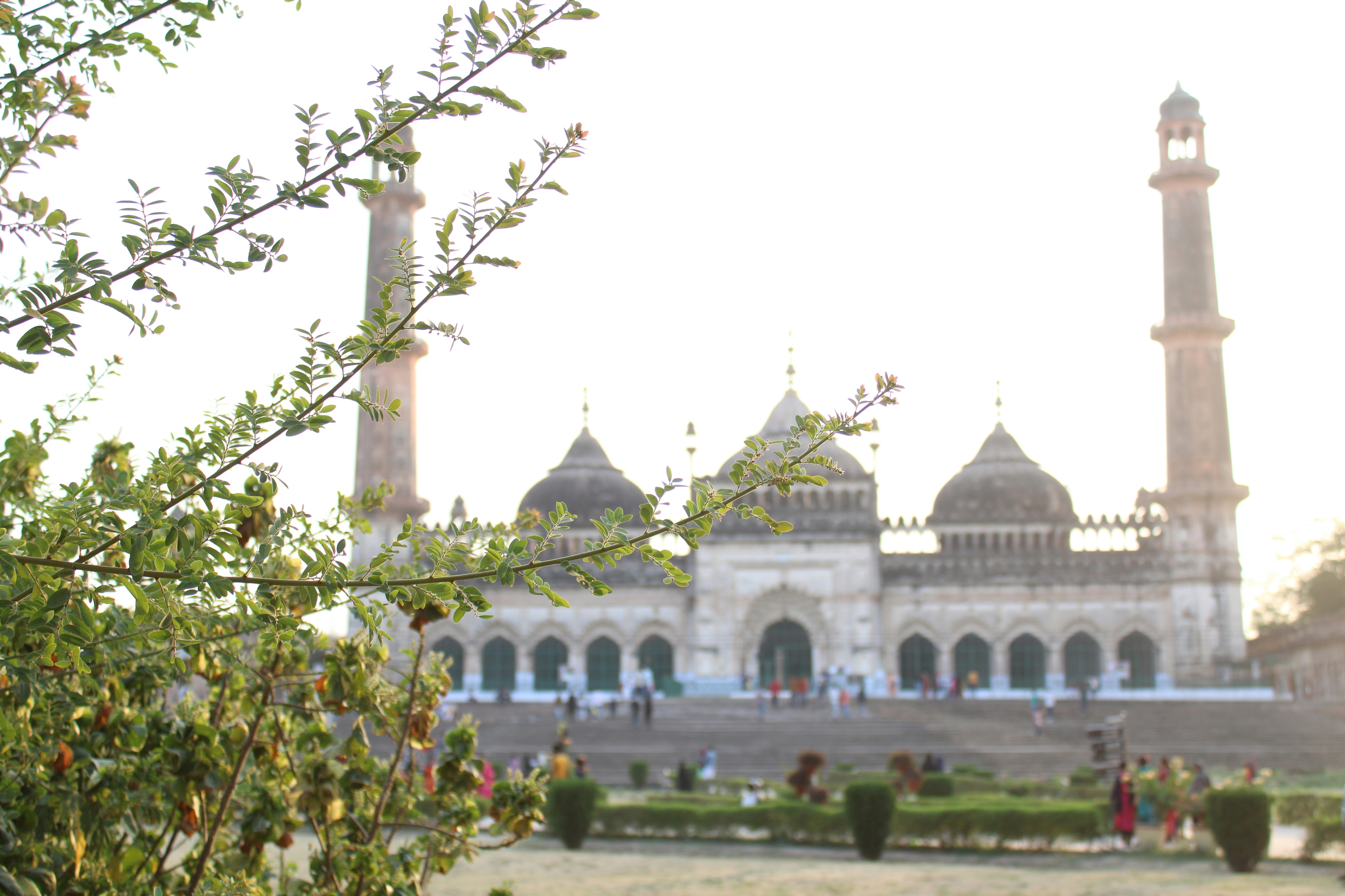Dawn Light Over a Mughal-Style Mosque Framed by Spring Branches