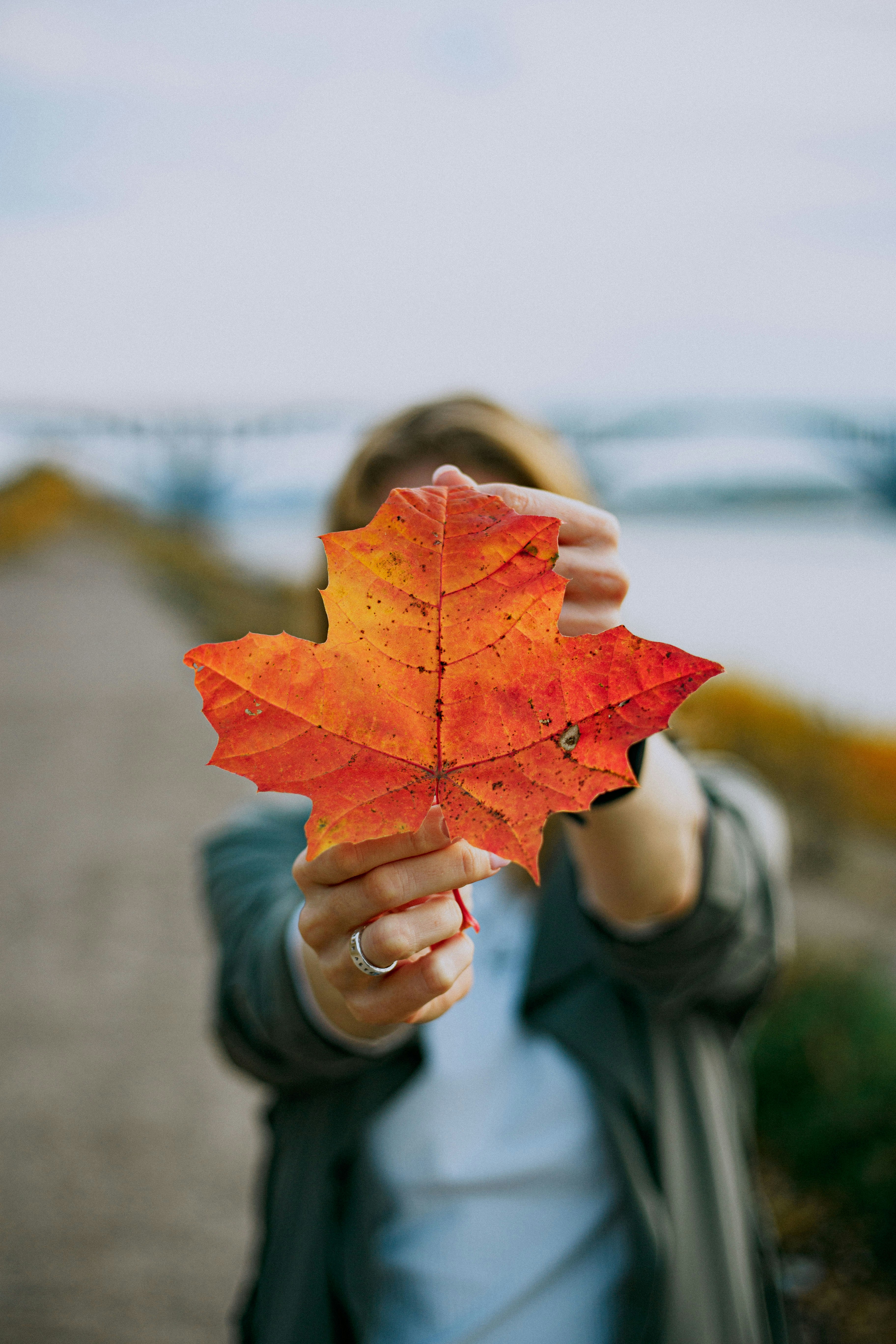 Leaf of Fire: A Fiery Maple Held Front and Center
